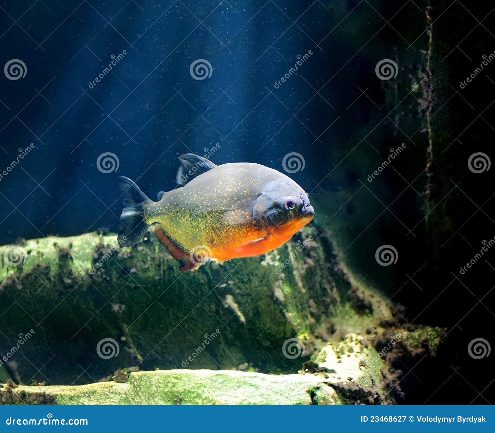 Piranha stock image. Image of piranha, killer, dive, marine - 23468627
