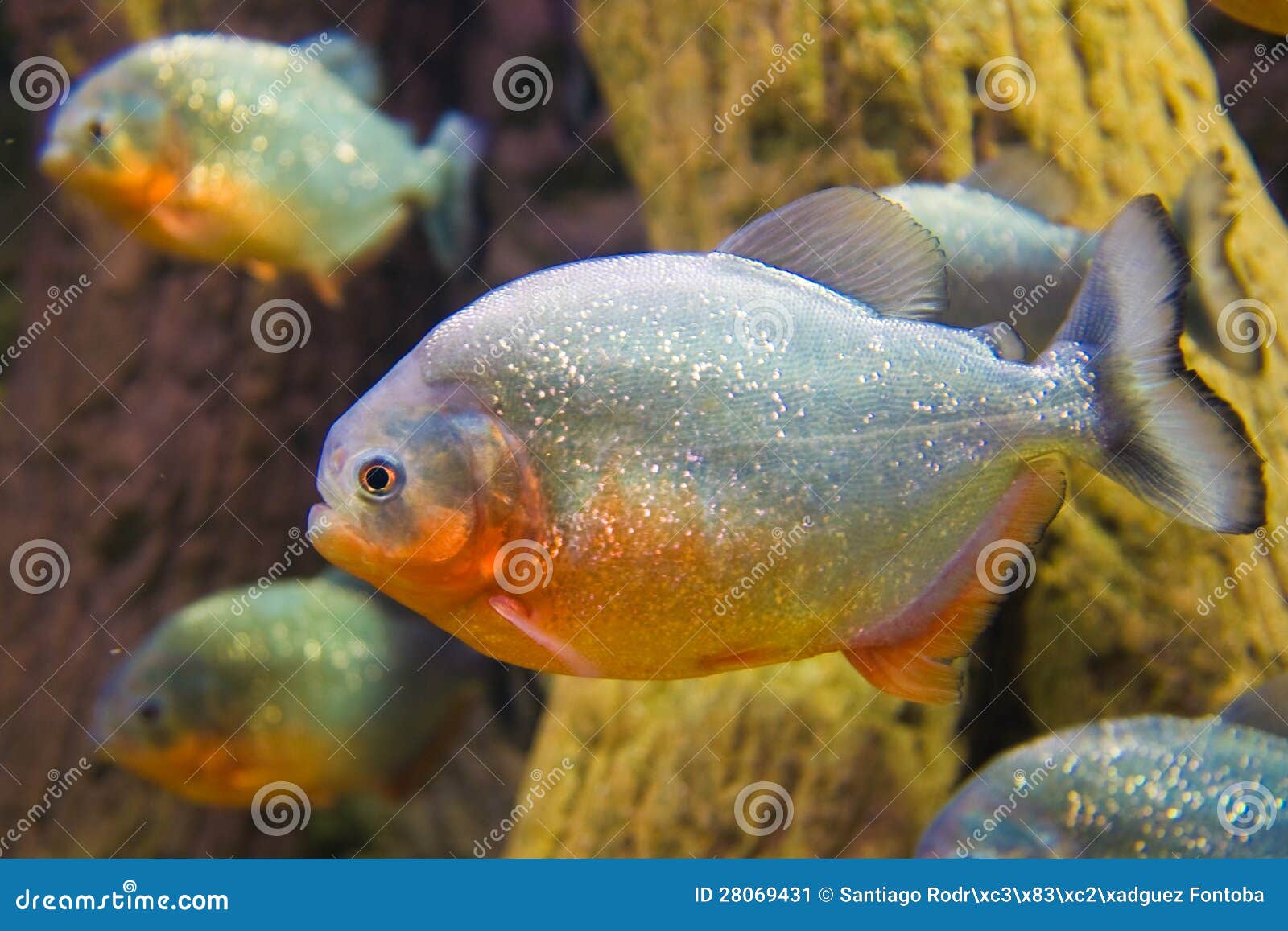 Piranha stock image. Image of nature, ferocious, fish - 28069431