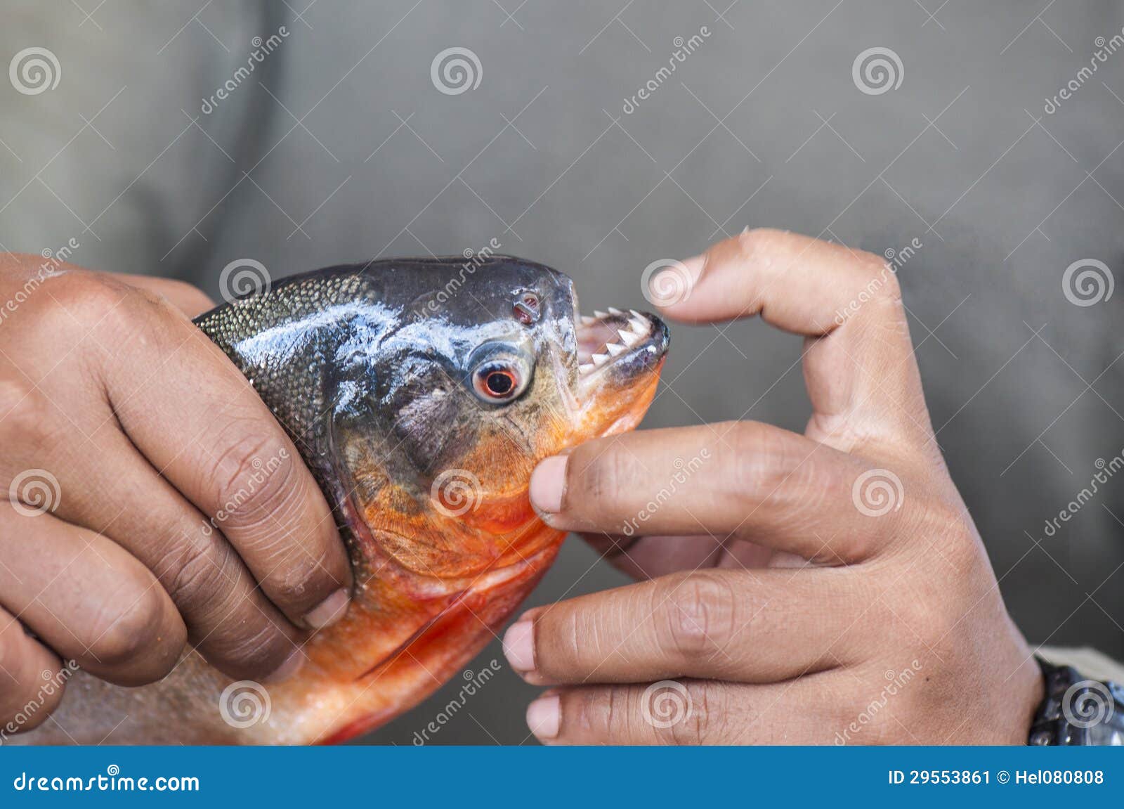 Piranha Fish. South American Fish Fished in River Amazon Editorial ...
