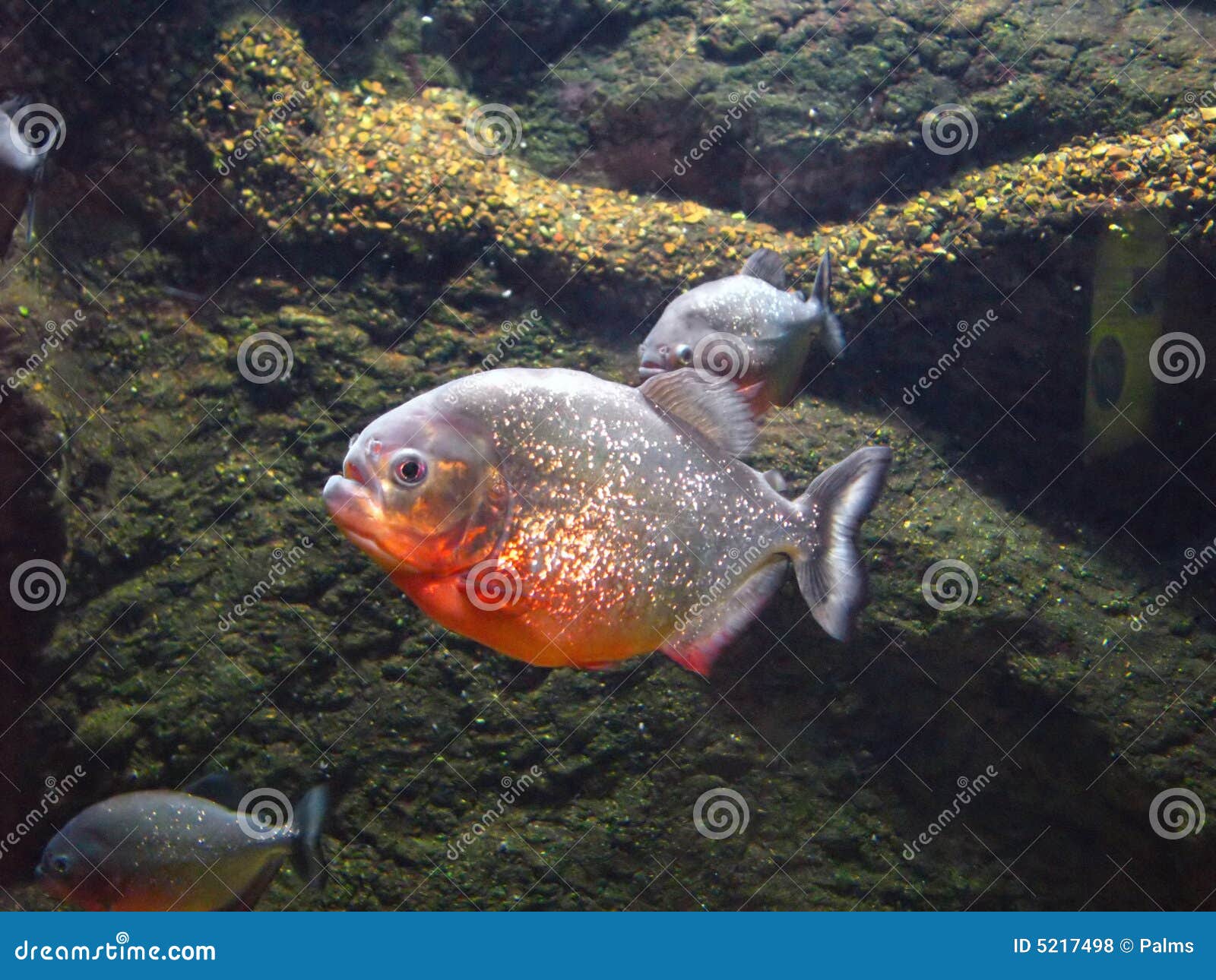 Piranha stock photo. Image of carnivorous, reef, exotic - 5217498
