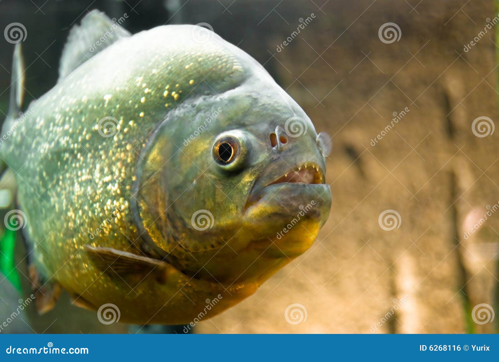 Piranha stock photo. Image of looking, predator, fish - 6268116