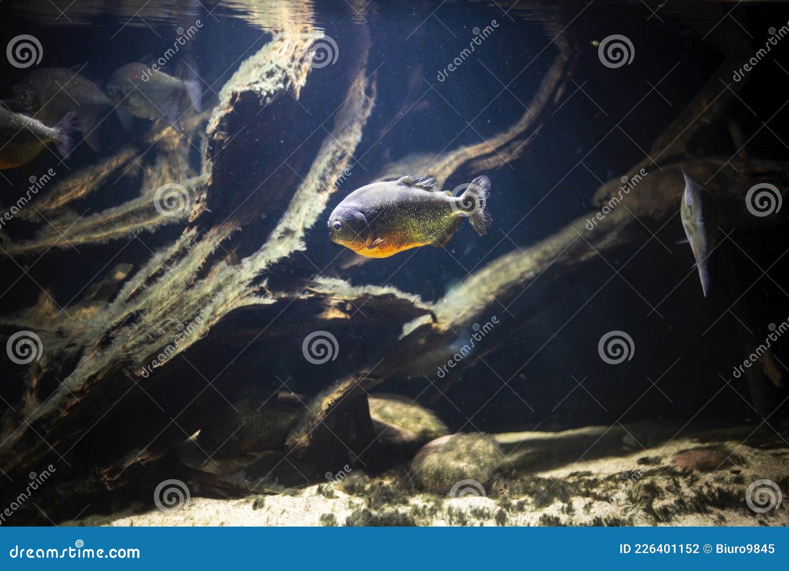 Piranha in Amazon River Underwater. Fish Called Pygocentrus Natteri is ...