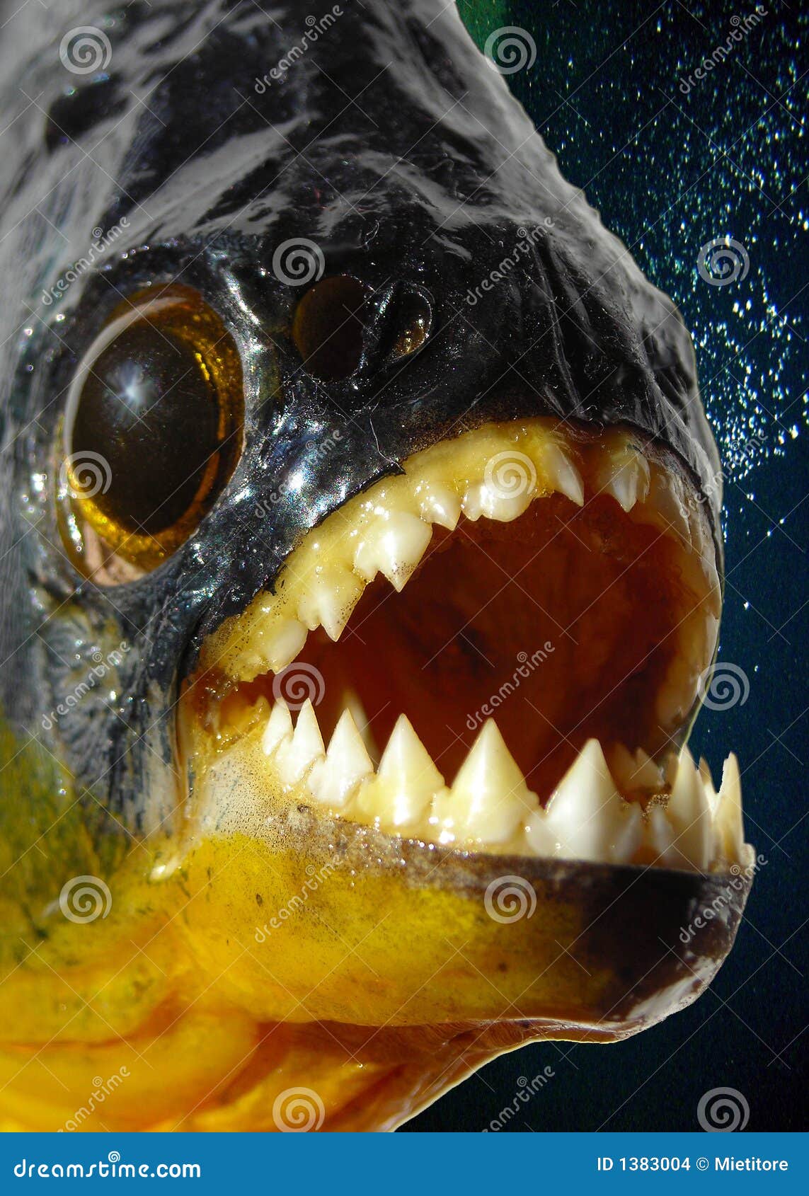 Piranha Closeup Stock Images - Image: 1383004