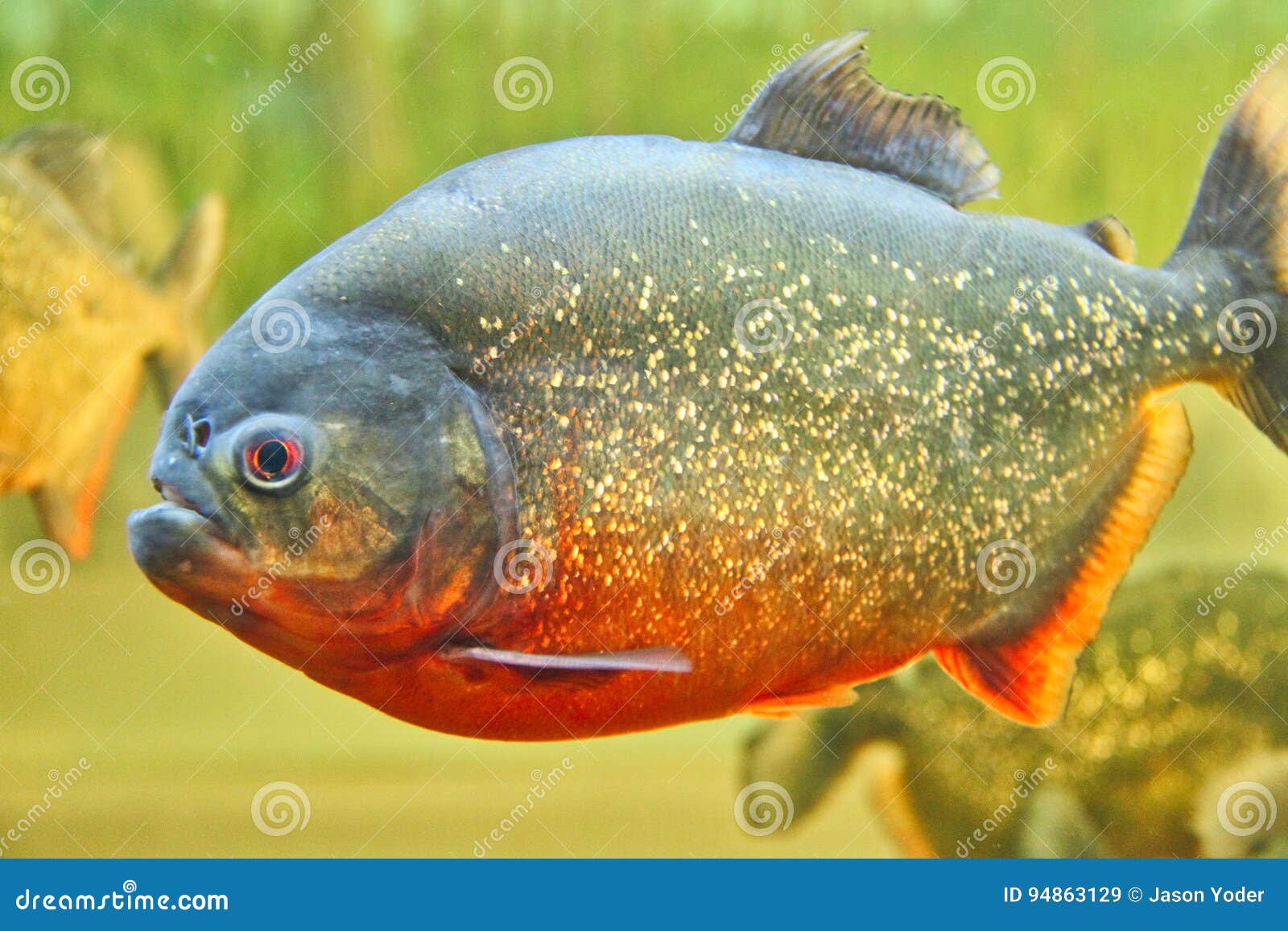 Piranha stock image. Image of swimming, water, underwater - 94863129