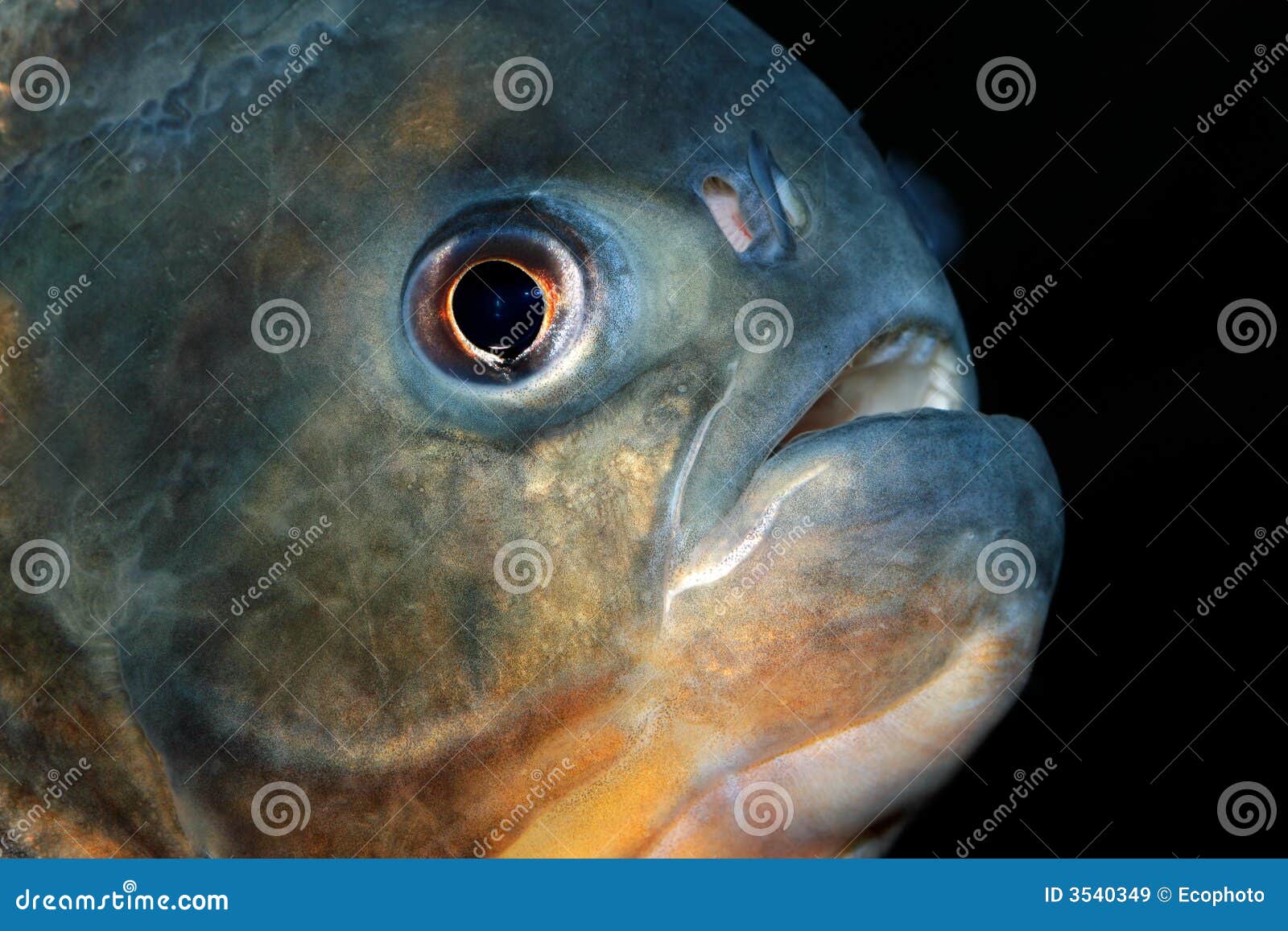 Piranha fish stock image. Image of environmental, freshwater - 3540349
