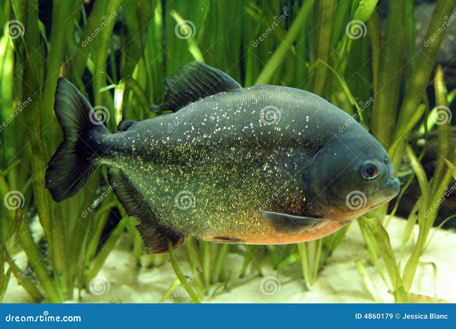Piranha Fish Royalty Free Stock Images - Image: 4860179