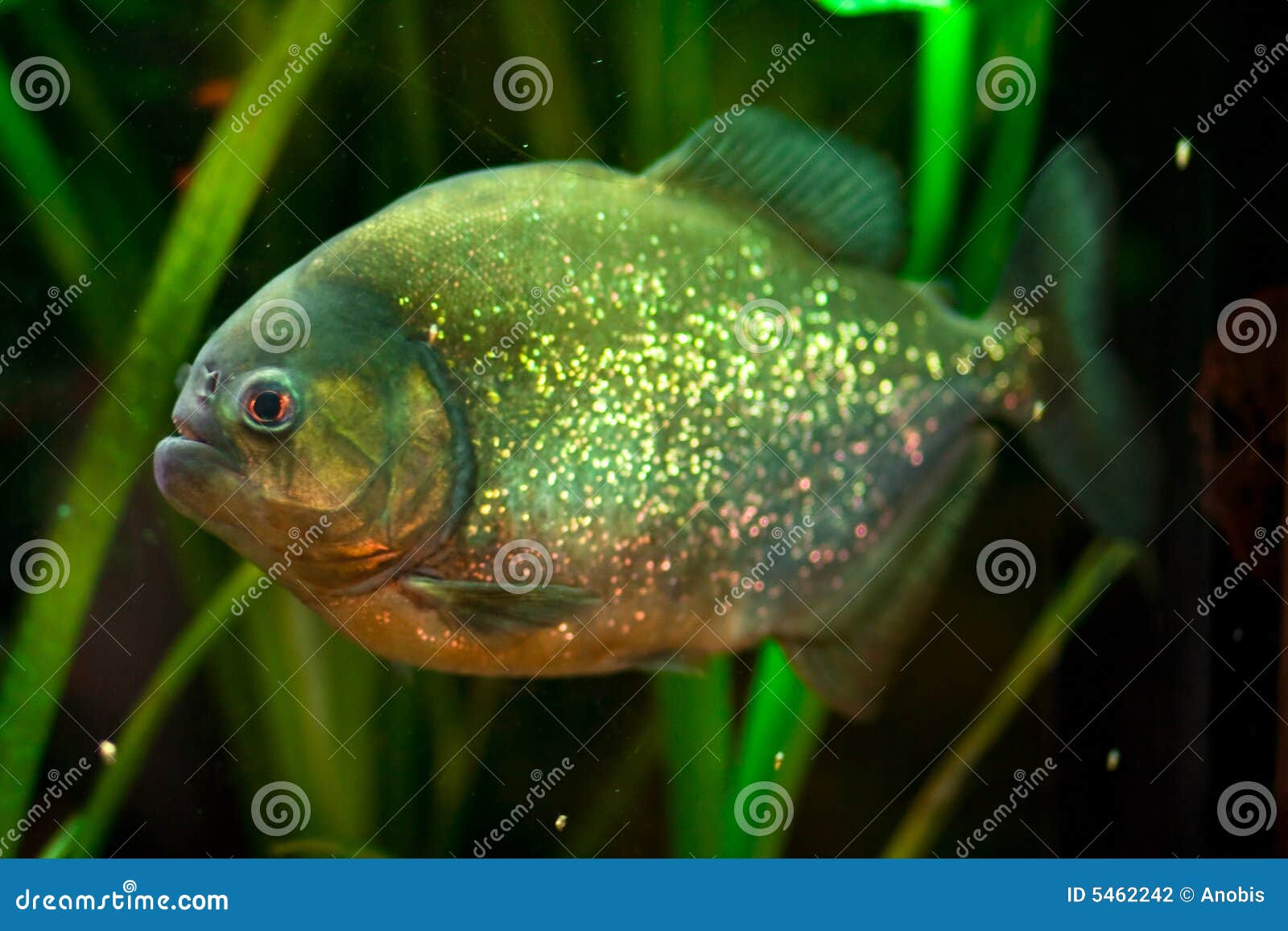 Piranha fish stock photo. Image of creature, fish, green - 5462242