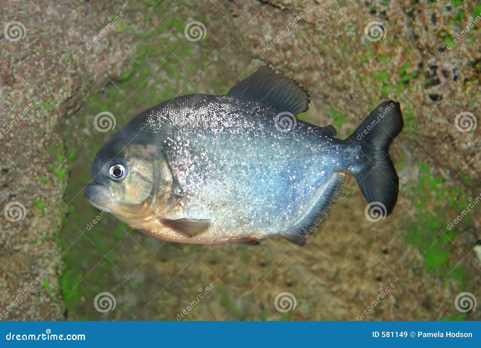 Piranha fish stock image. Image of marine, water, eaters - 581149