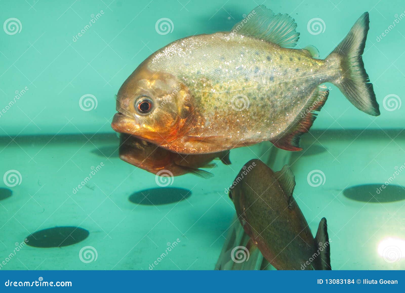 Piranha Fish in Aquarium stock photo. Image of water - 13083184
