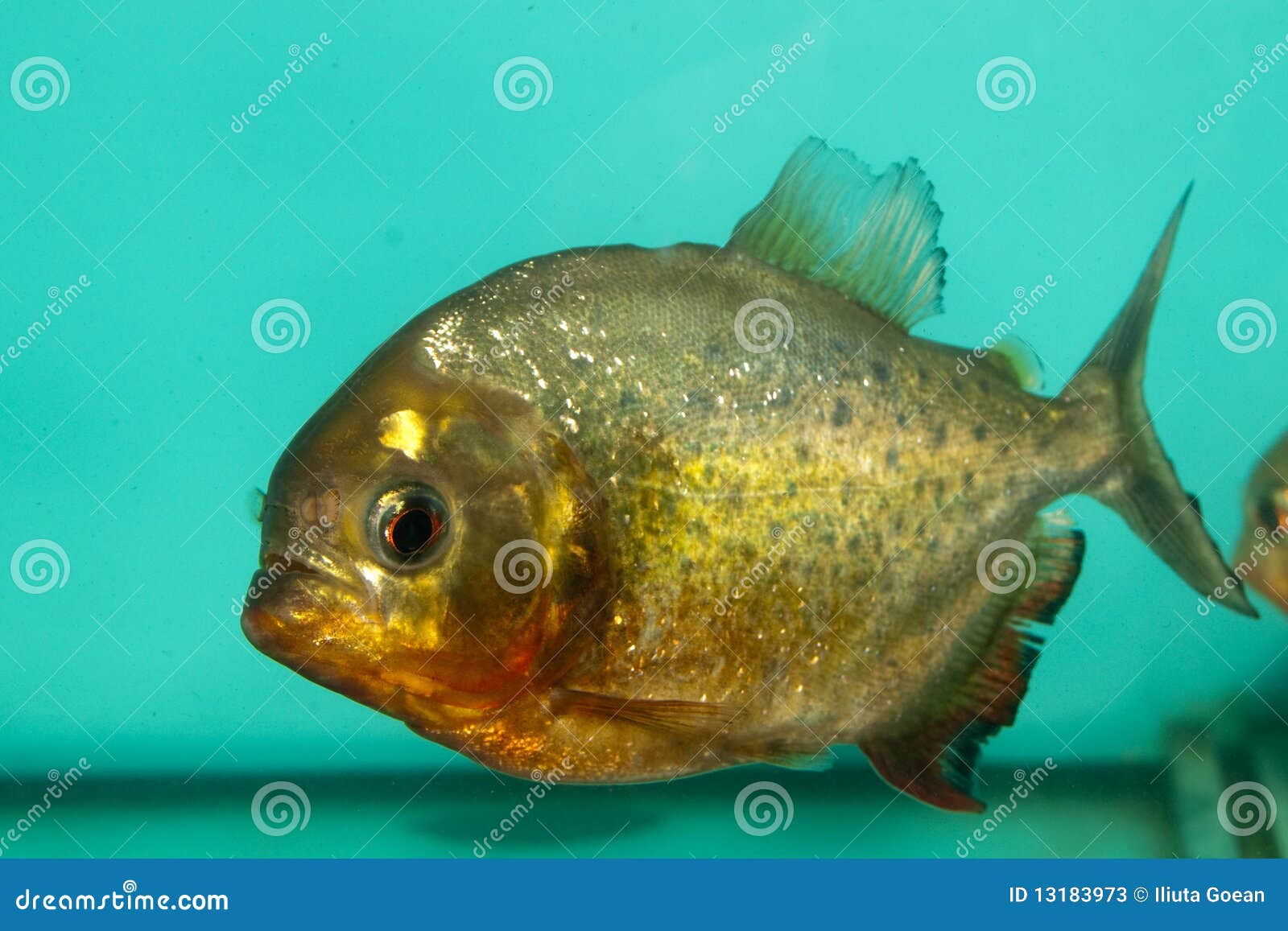 Piranha Fish in Aquarium stock image. Image of water - 13183973