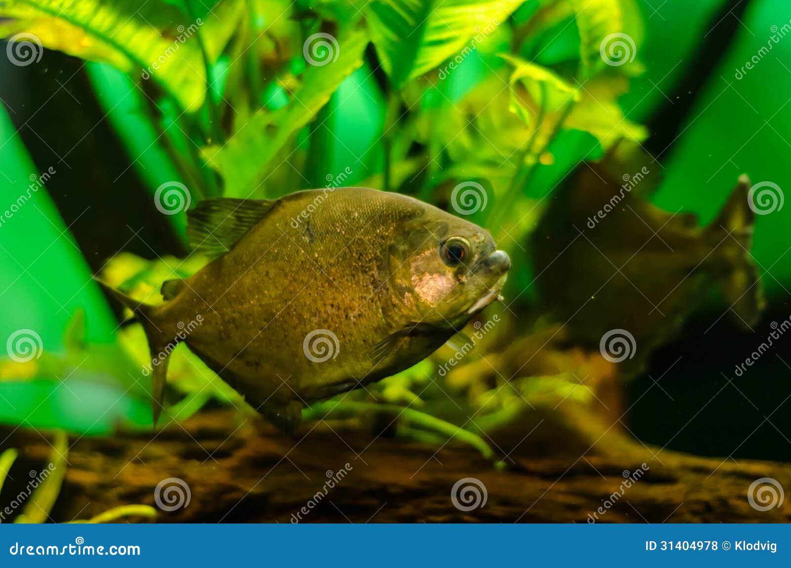 Piranha fish stock photo. Image of amazon, omnivorous - 31404978