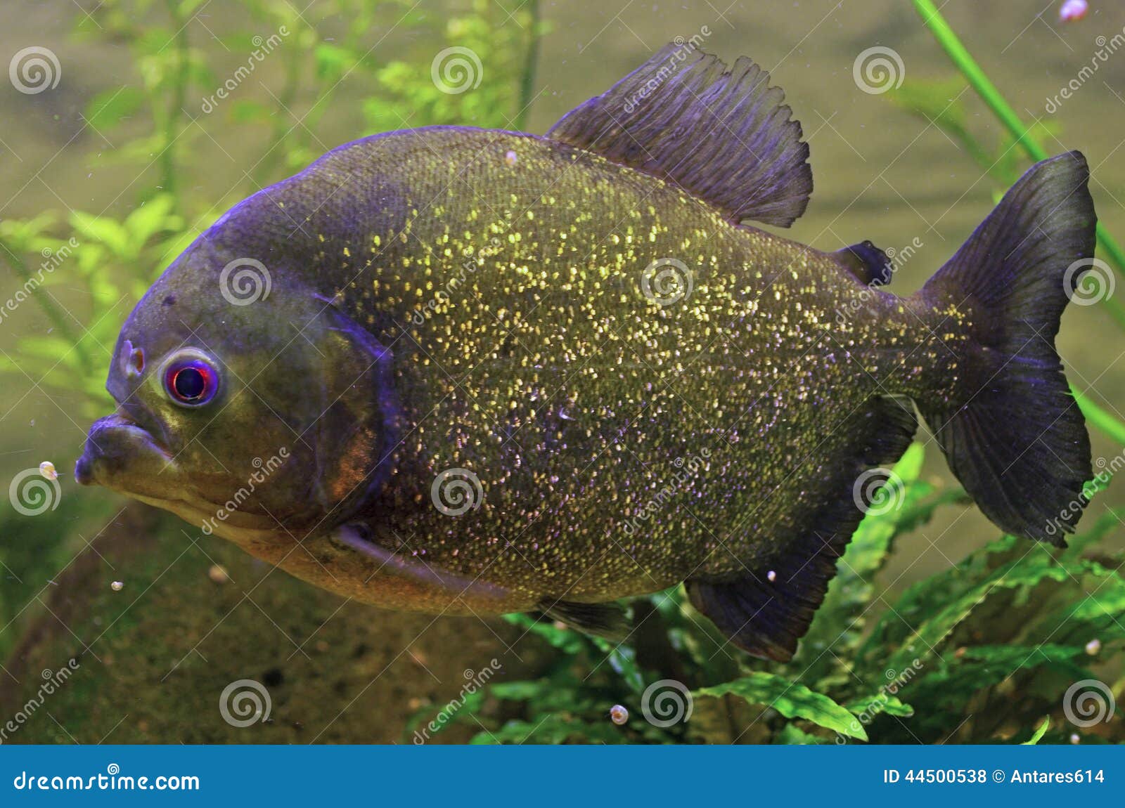 Piranha fish stock photo. Image of water, teeth, scales - 44500538
