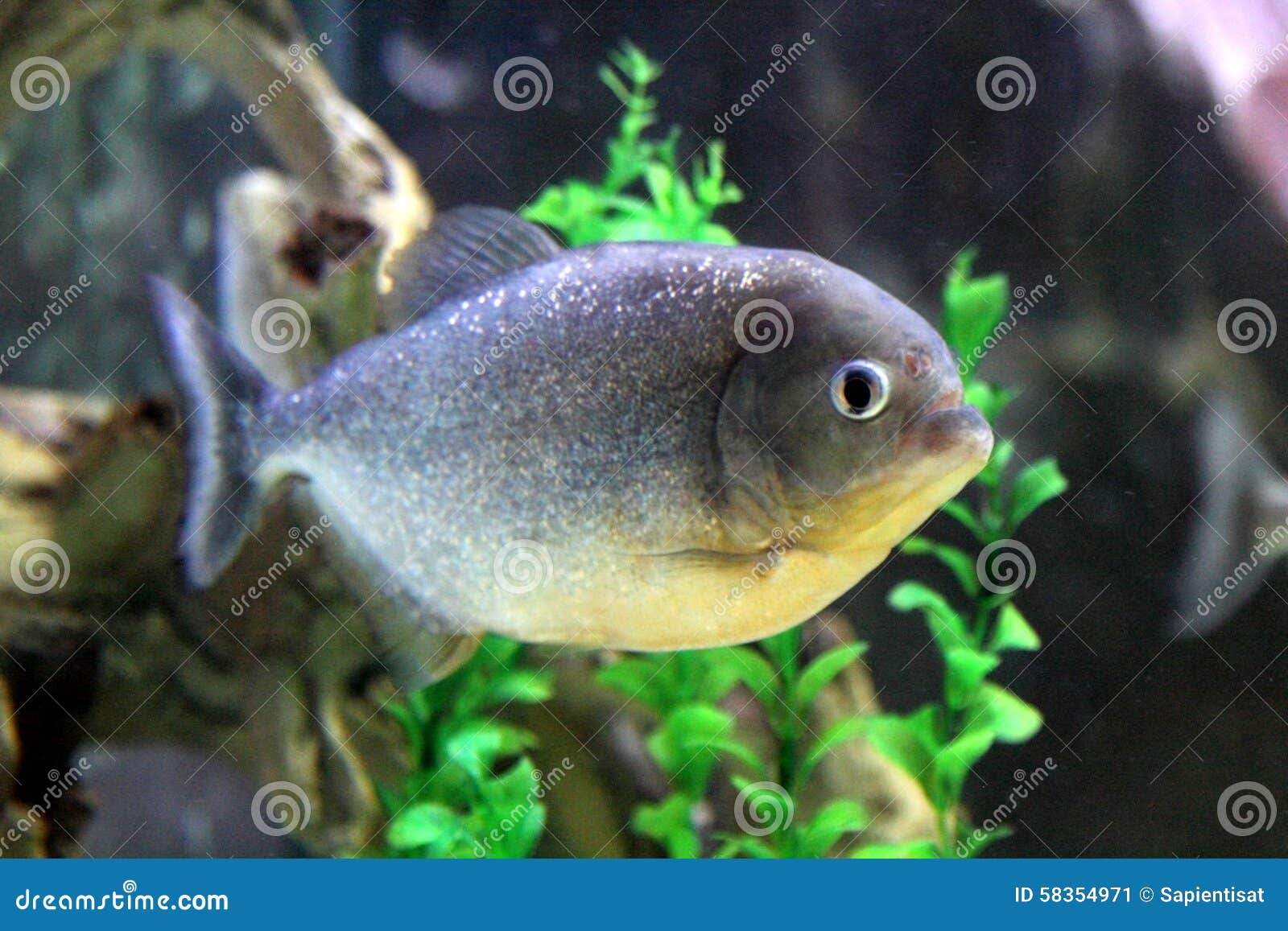 Piranha fish stock image. Image of river, aquarium, water - 58354971
