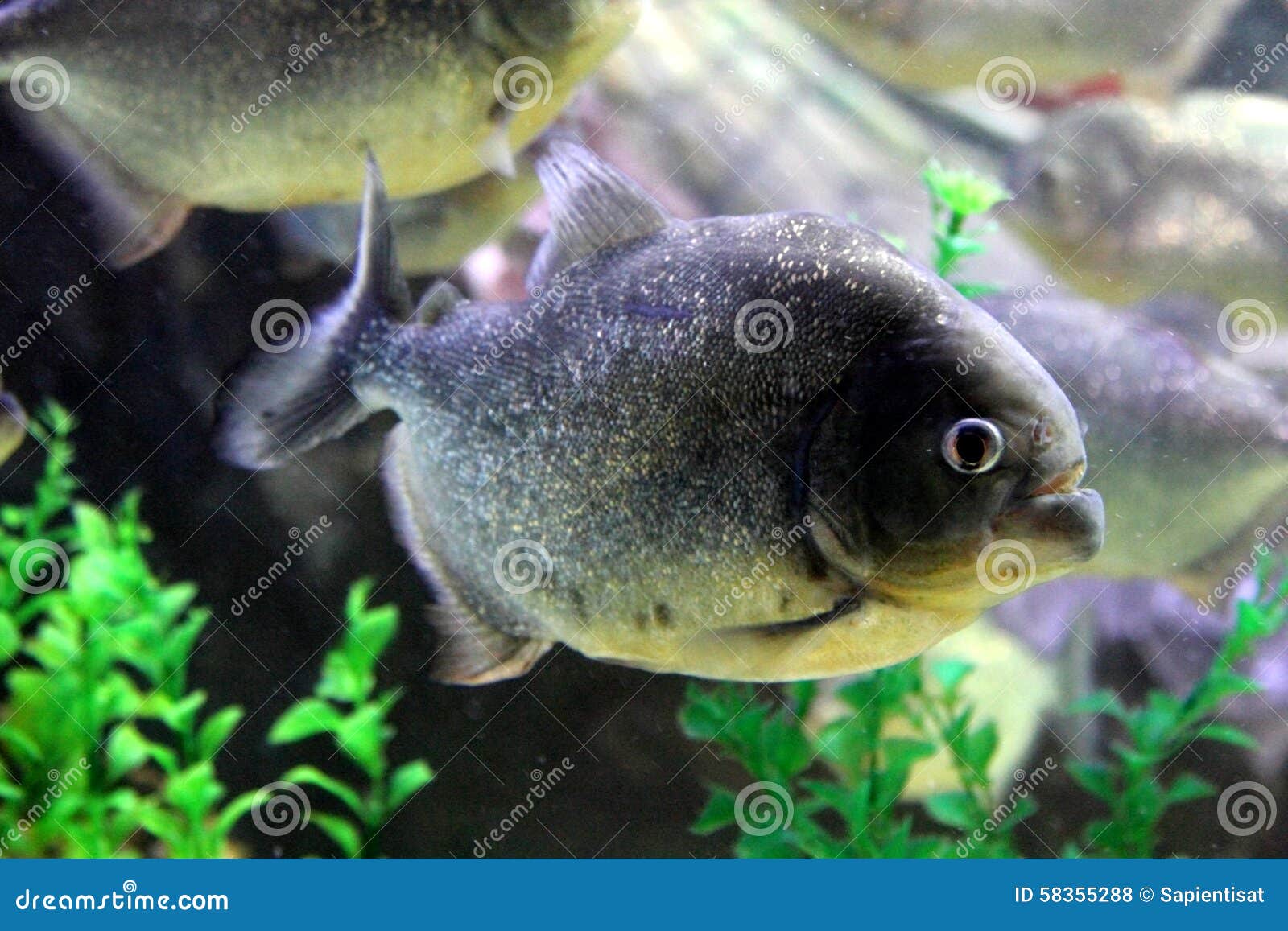 Piranha stock photo. Image of aquarium, predator, environment - 58355288