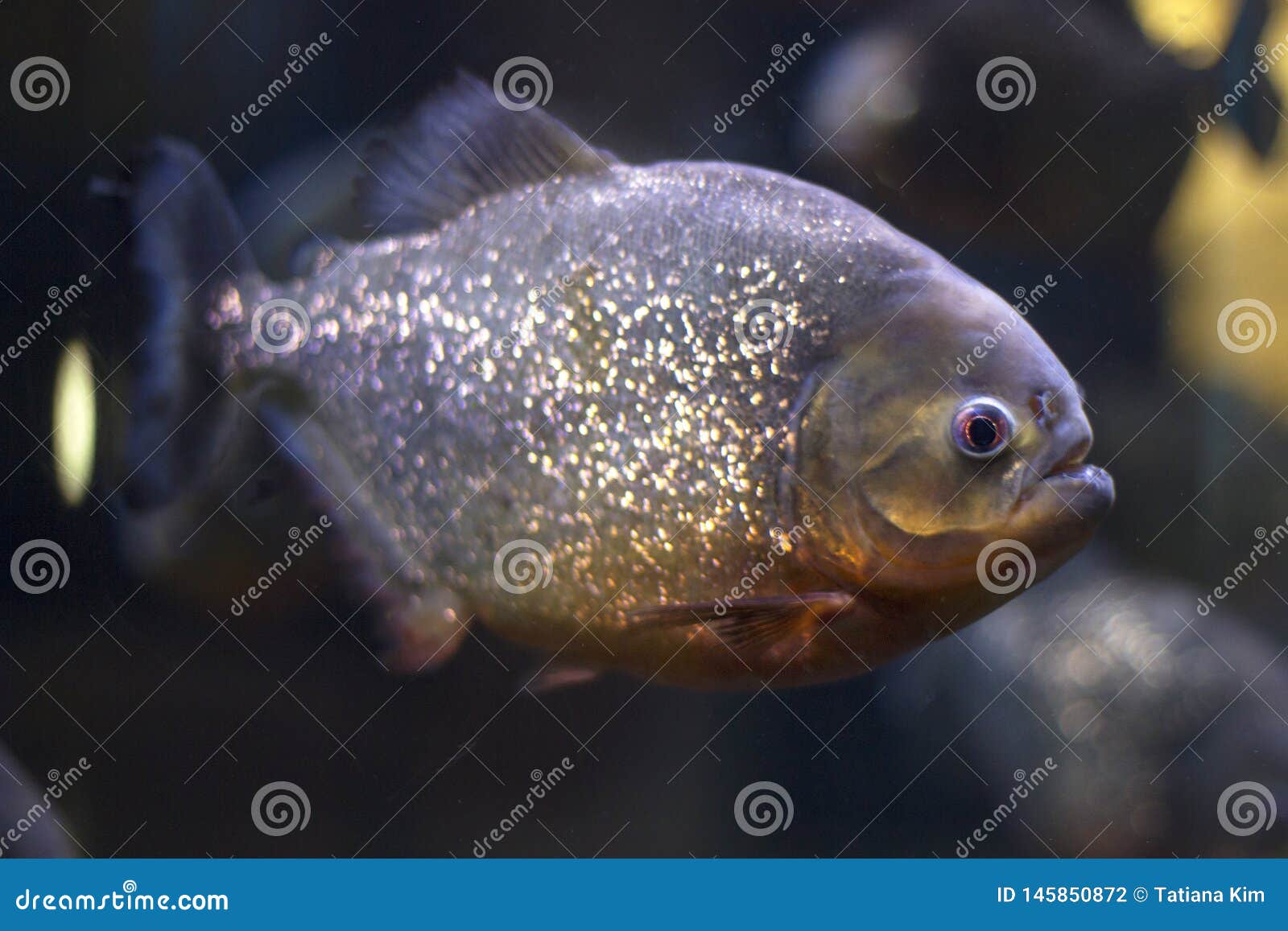 Piranha Fish in Aquarium Close Up, Side View Stock Photo - Image of ...