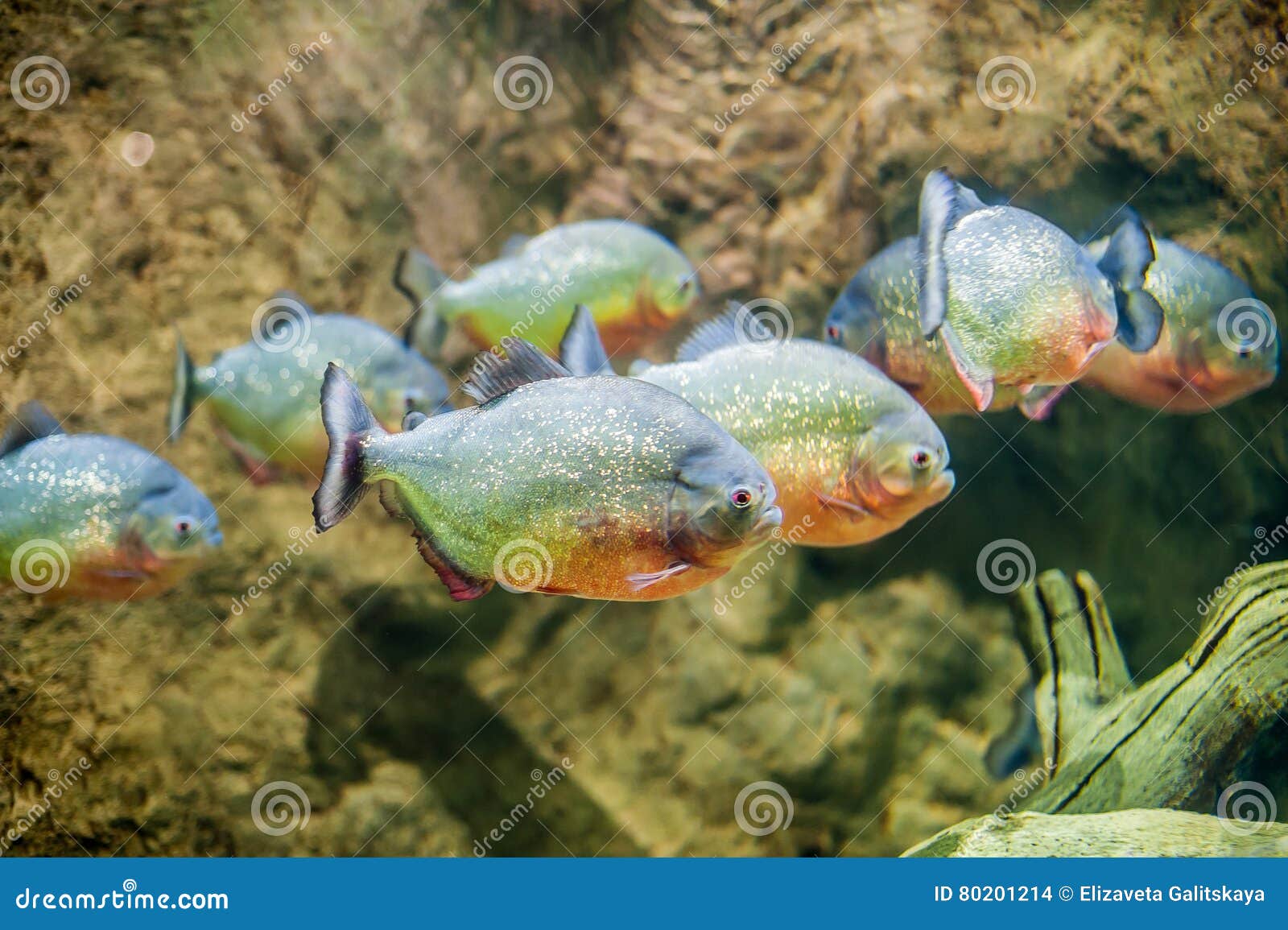 Piranha Fish in an Aquarium Stock Photo - Image of aquarium, macropomum ...
