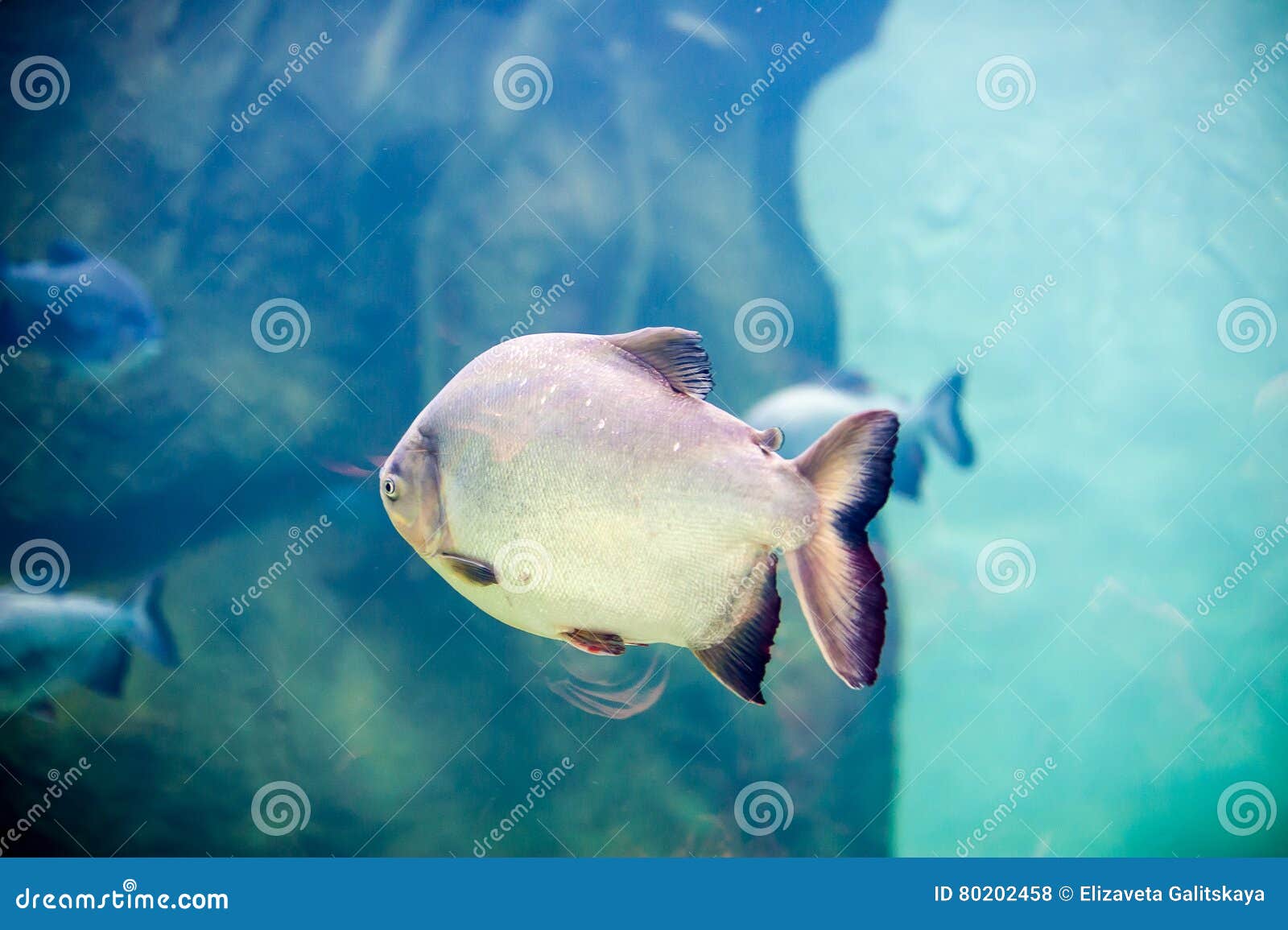 Piranha Fish in an Aquarium Stock Photo - Image of amazon, exotic: 80202458