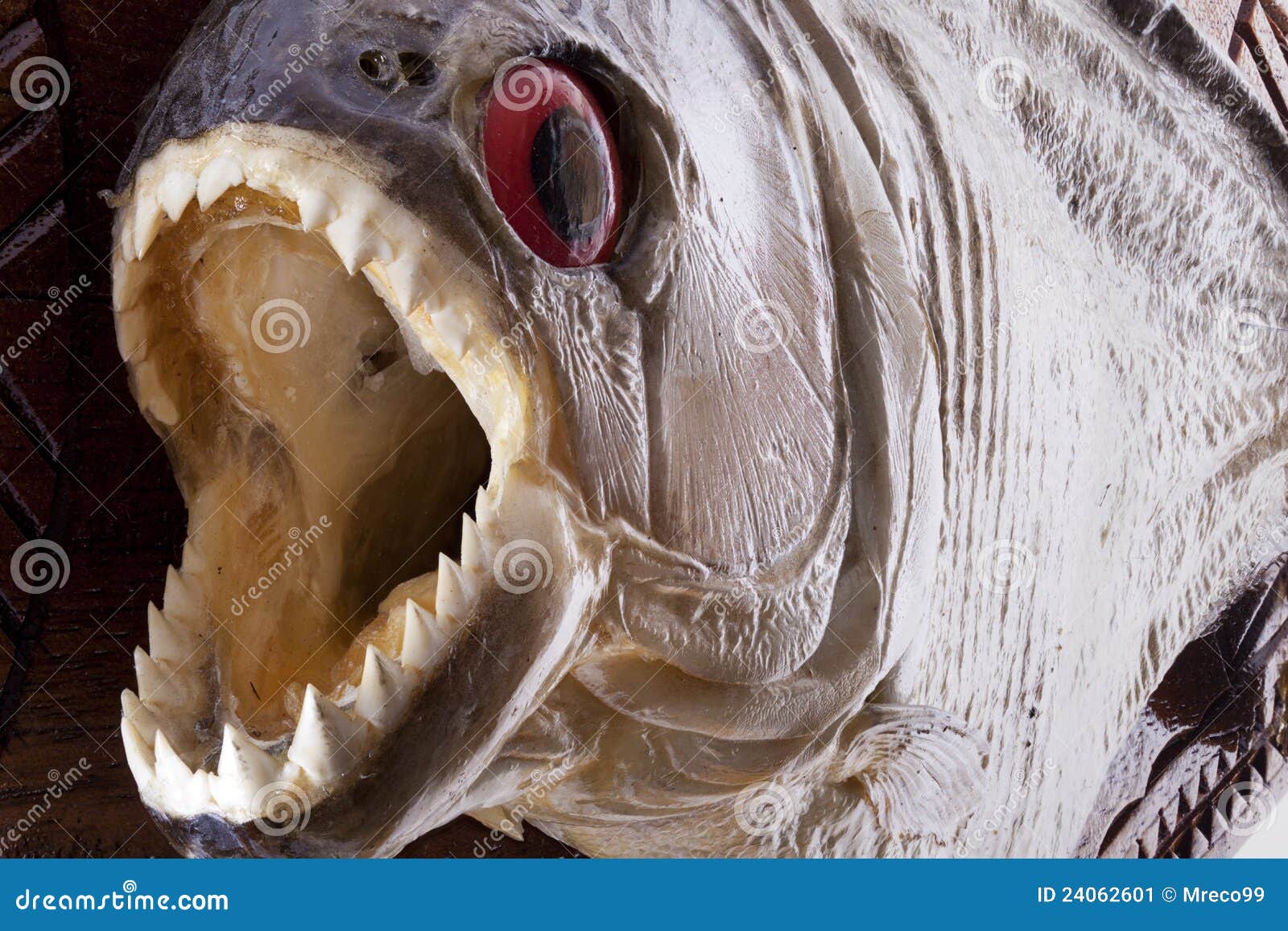 Piranha fish close up stock image. Image of piranhas - 24062601