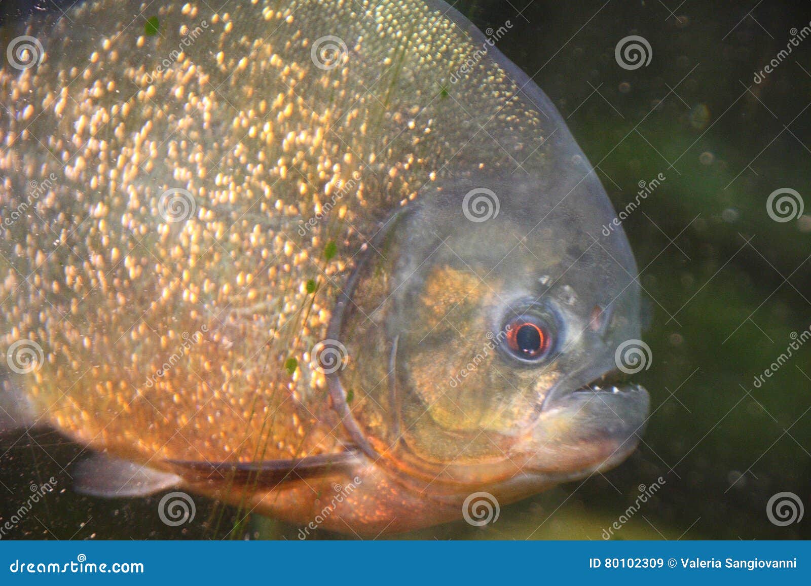 Piranha Fish stock image. Image of exotique, piranha - 80102309