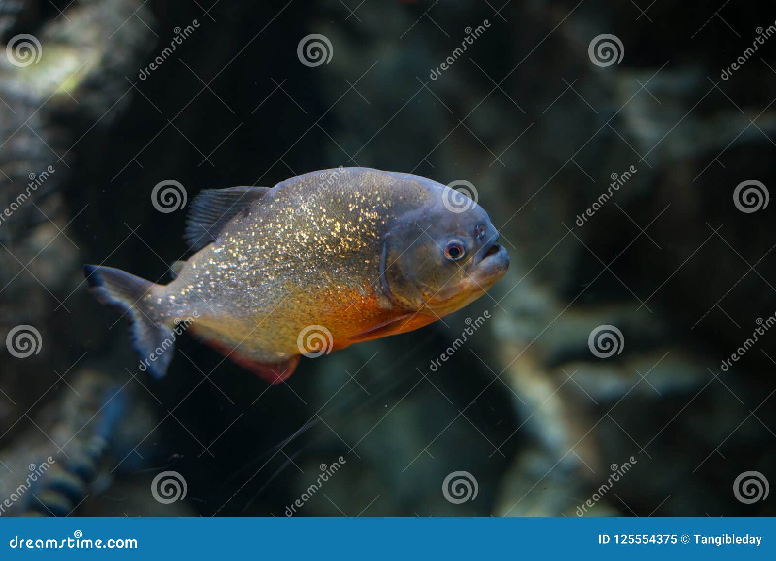 Piranha fish in image stock image. Image of golden, bite - 125554375