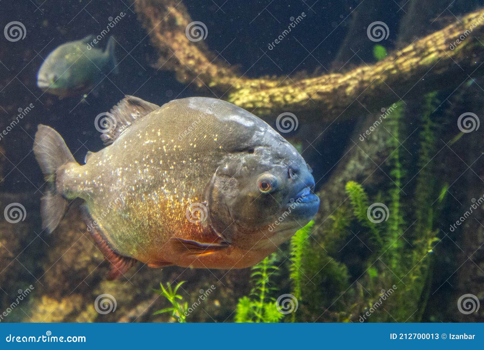 Piranha Fish Close Up Underwater Stock Image - Image of bite, sharp ...
