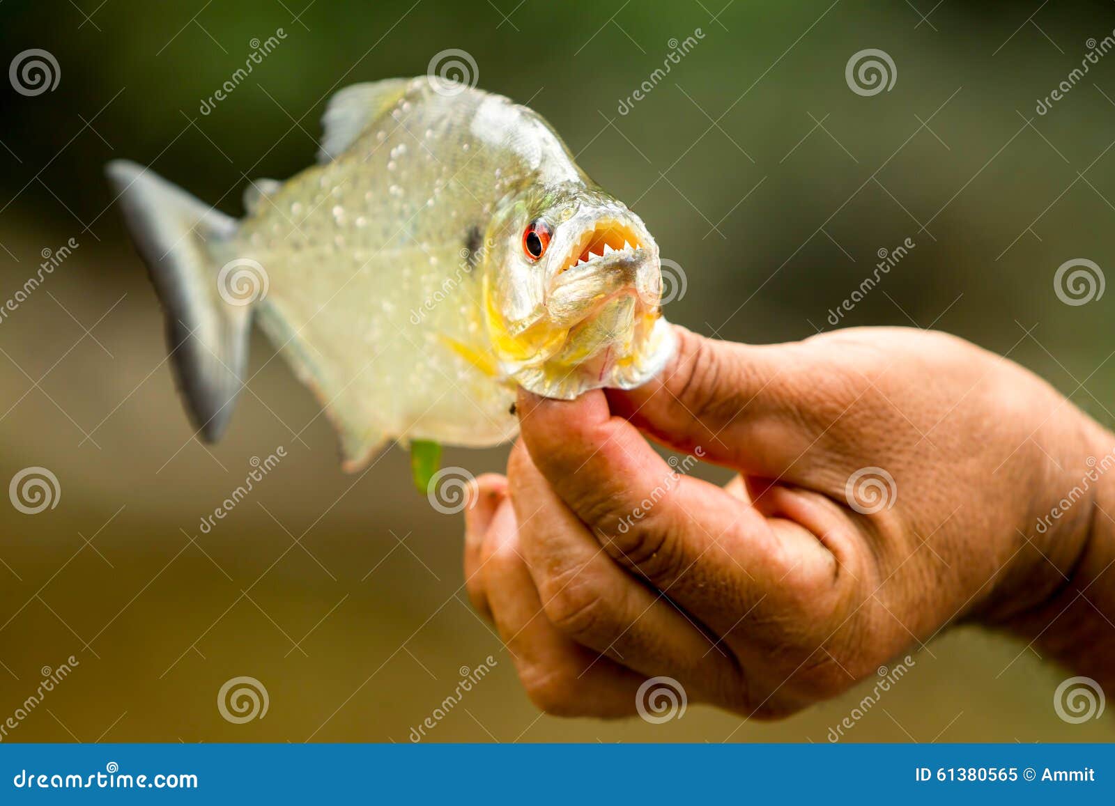Piranha Fish with His Powerful Jaws Opened Up Stock Image - Image of ...