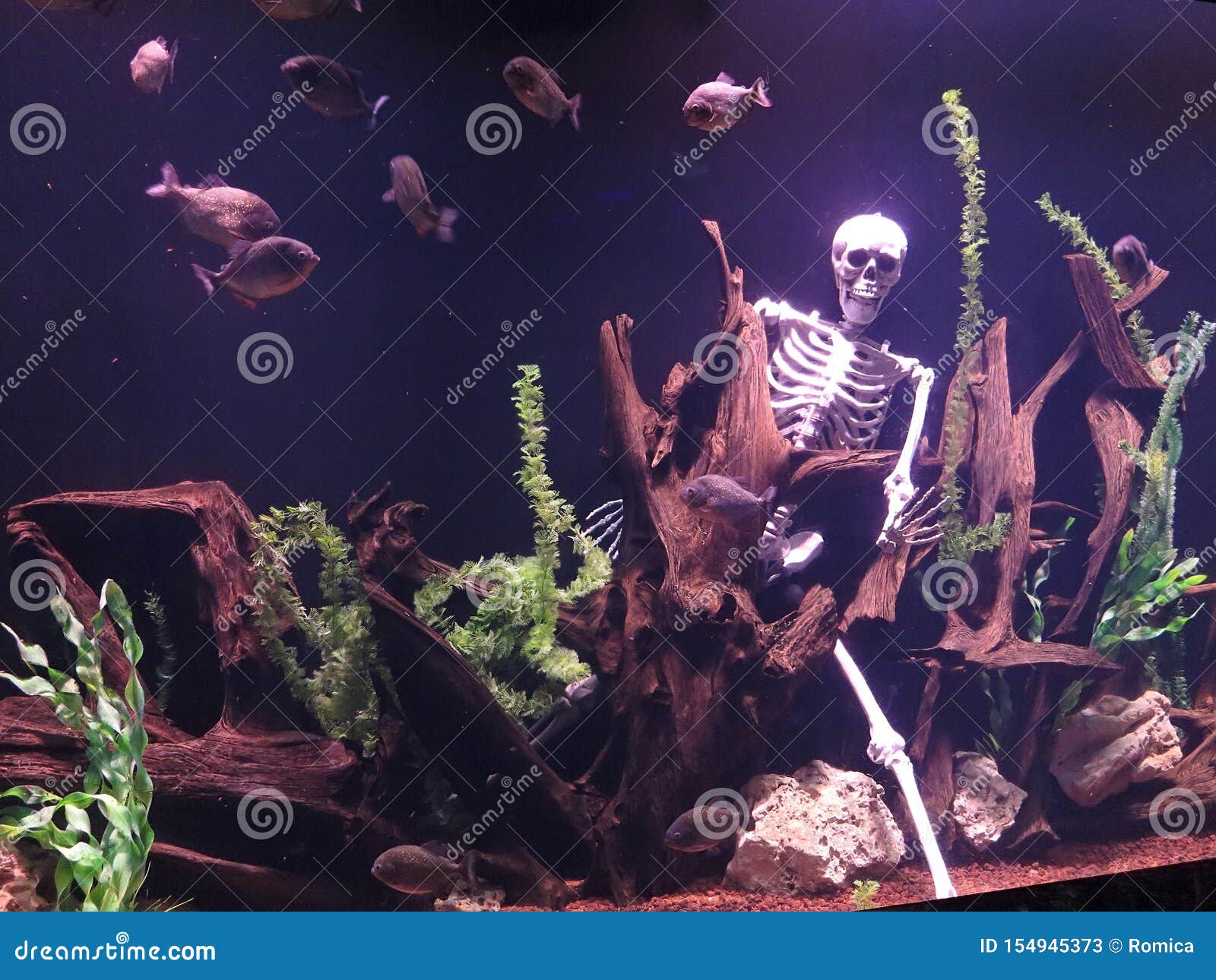 Piranha Fish and Human Skeleton Underwater Abstract Composition Stock ...