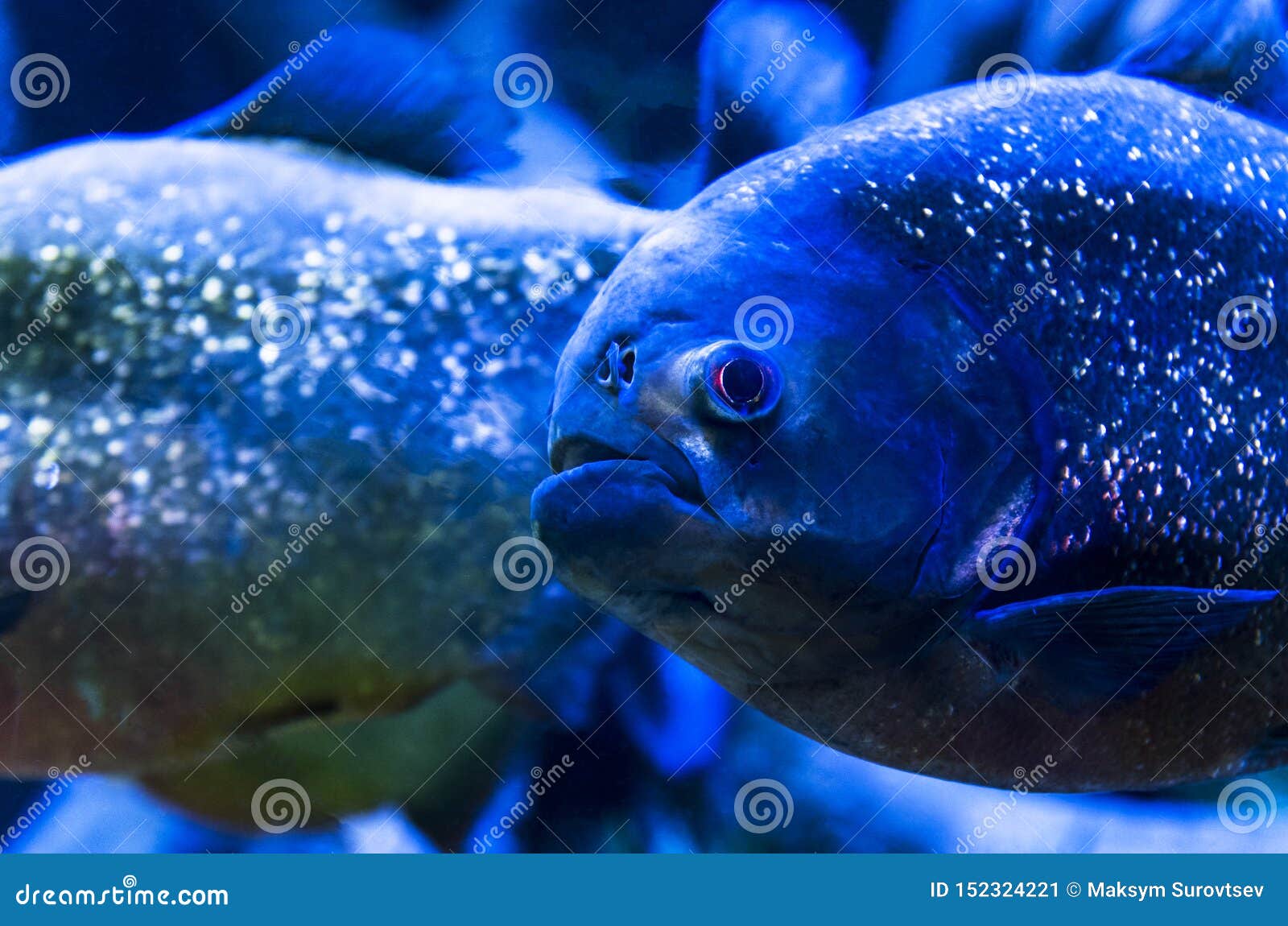 Piranha Fish Large in Water Stock Image - Image of amazon, fish: 152324221