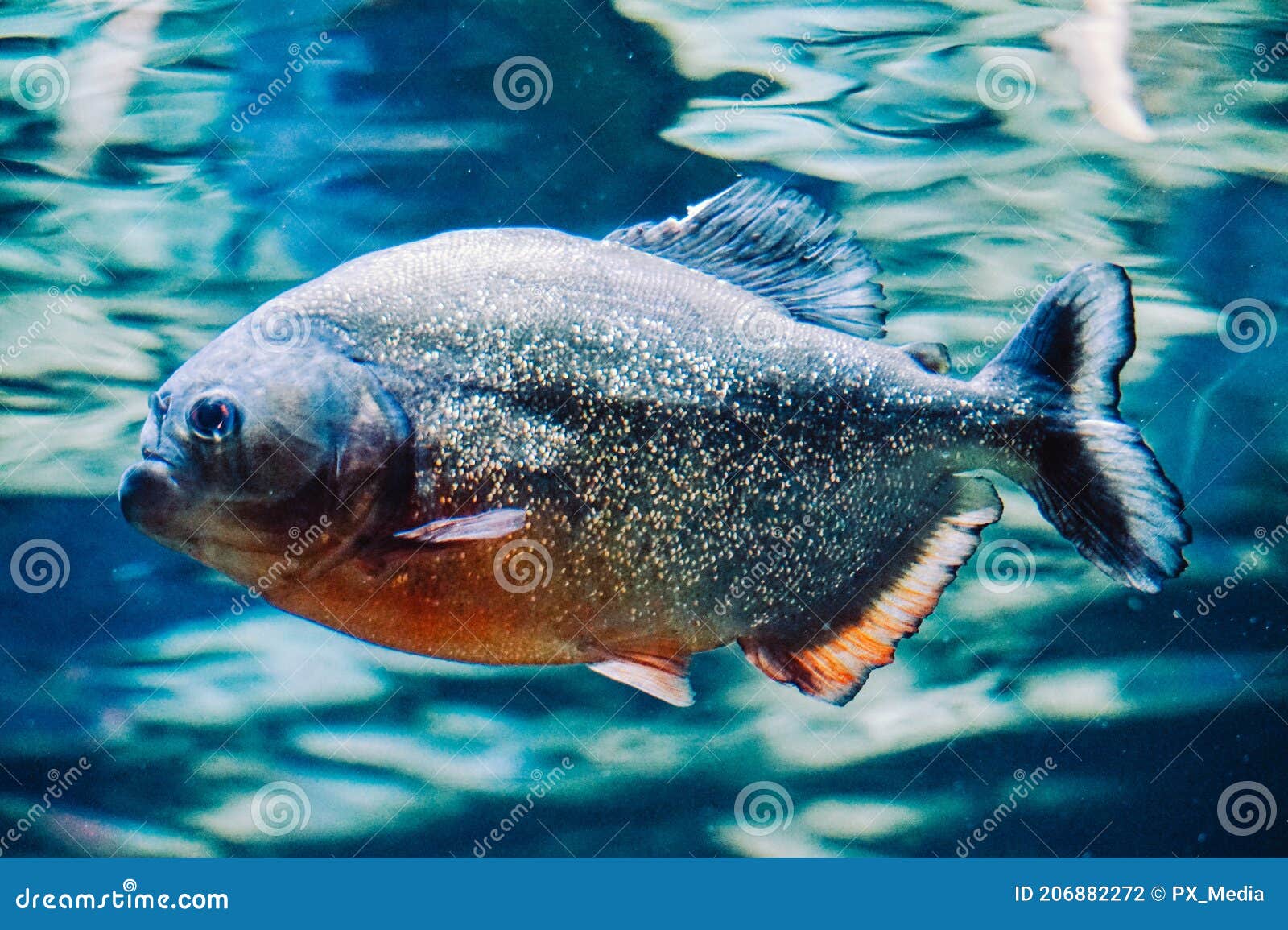 Piranha fish - side view stock photo. Image of animal - 206882272