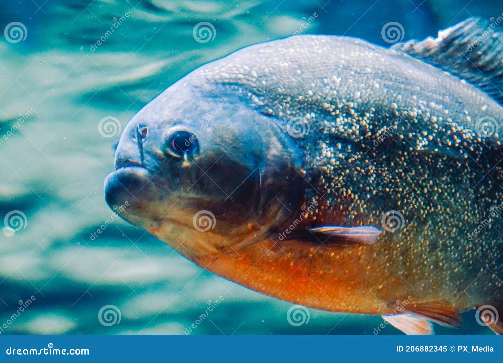 Piranha Fish - Side View, Close-up Stock Image - Image of aquarium ...