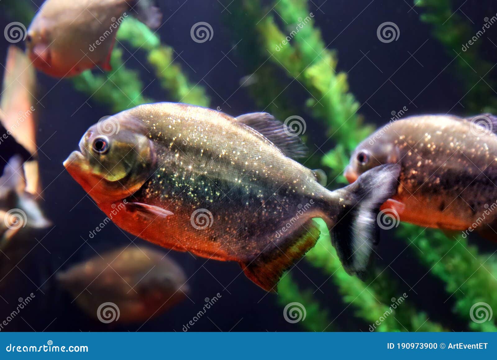 Piranha fish underwater stock photo. Image of freshwater - 190973900
