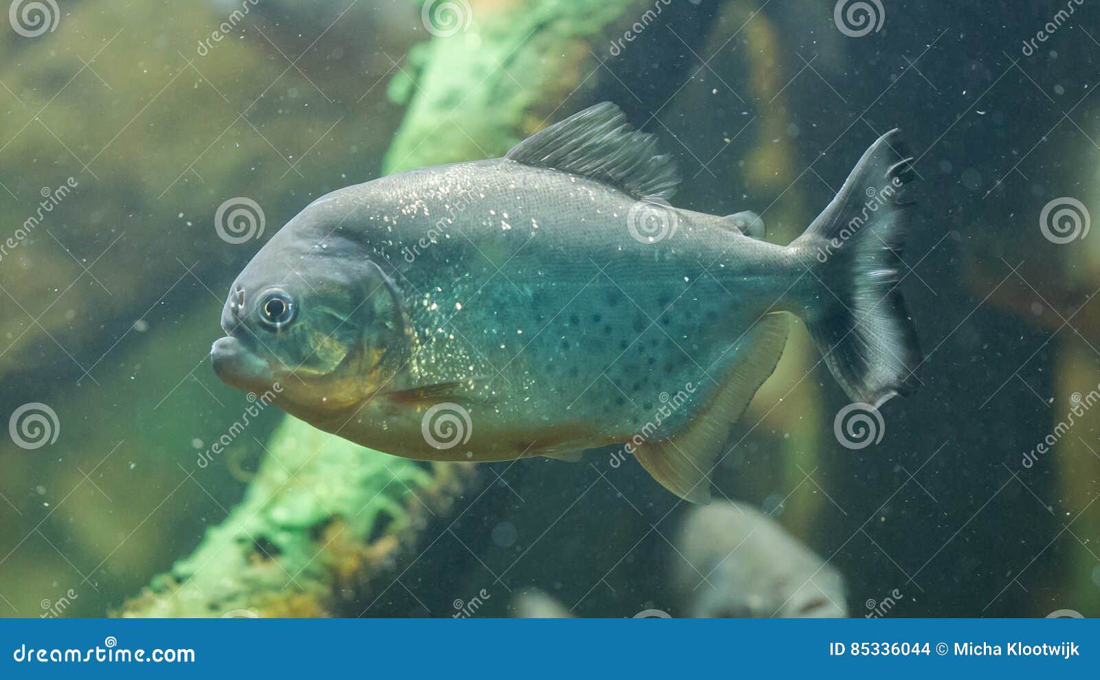 Piranha fish underwater stock photo. Image of mean, carnivore - 85336044