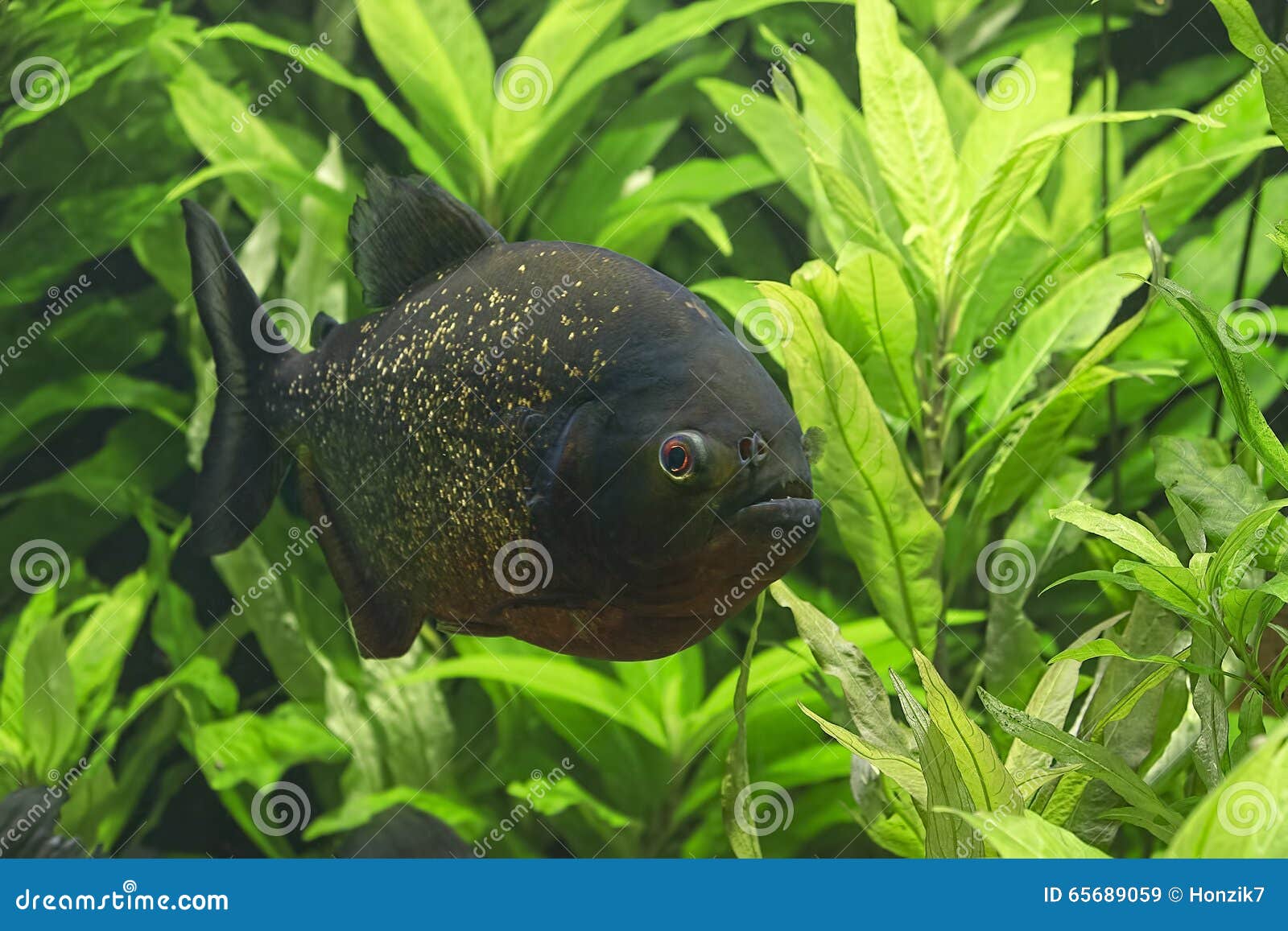 Piranha stock image. Image of american, swim, wildlife - 65689059