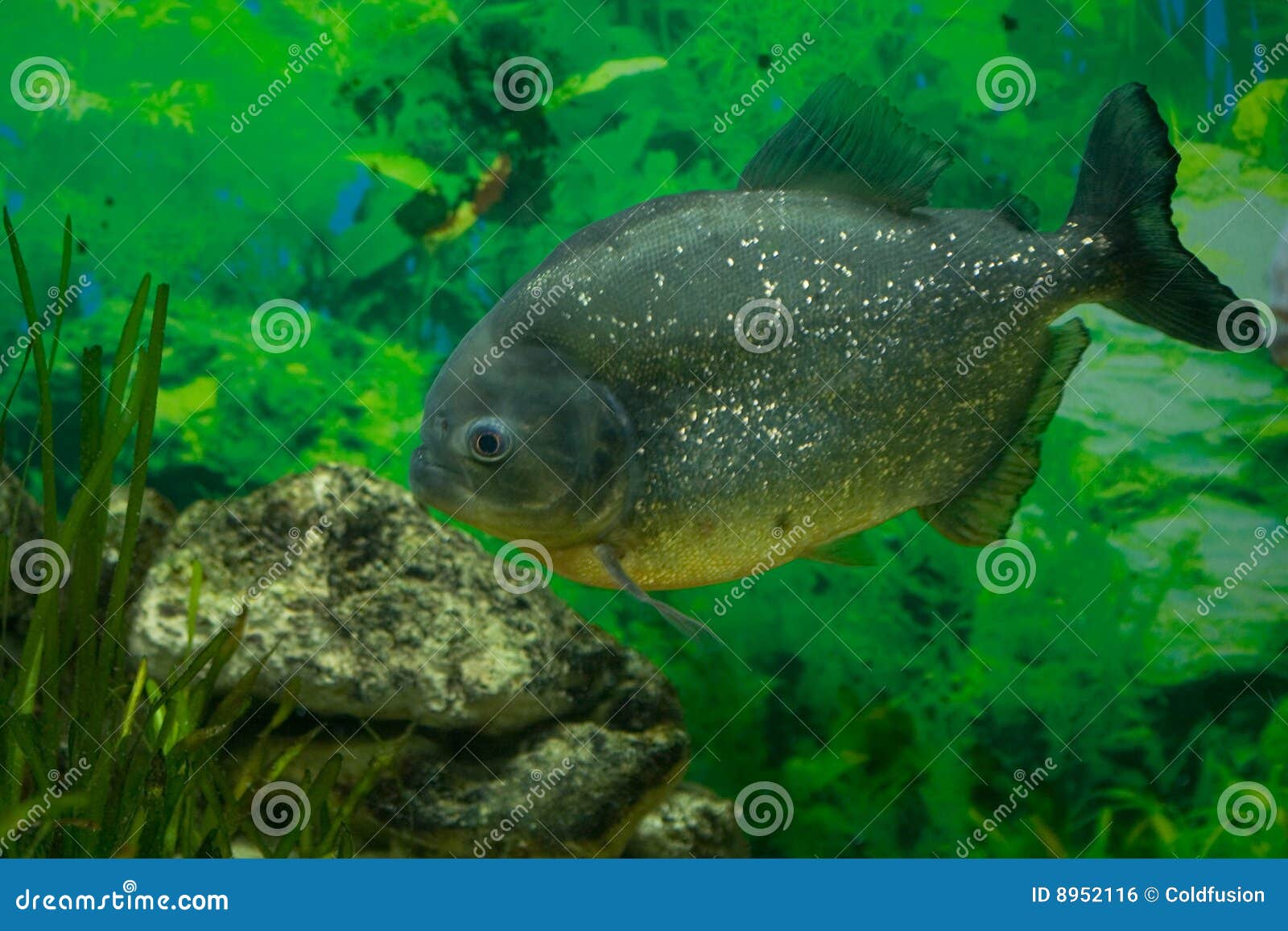 Piranha - predator fish stock photo. Image of amazon, fish - 8952116