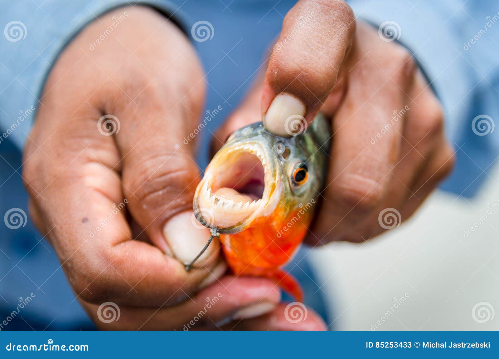 Piranha showing teeth stock image. Image of teeth, closeup - 85253433
