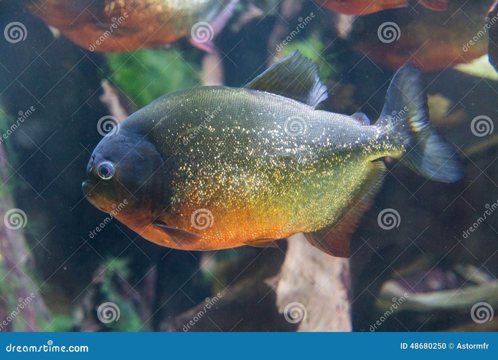 Piranha stock photo. Image of mouth, pain, piranha, brazil - 48680250