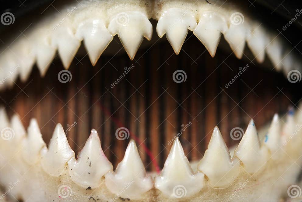 Piranha Teeth Close-up stock image. Image of scavenger - 5006999