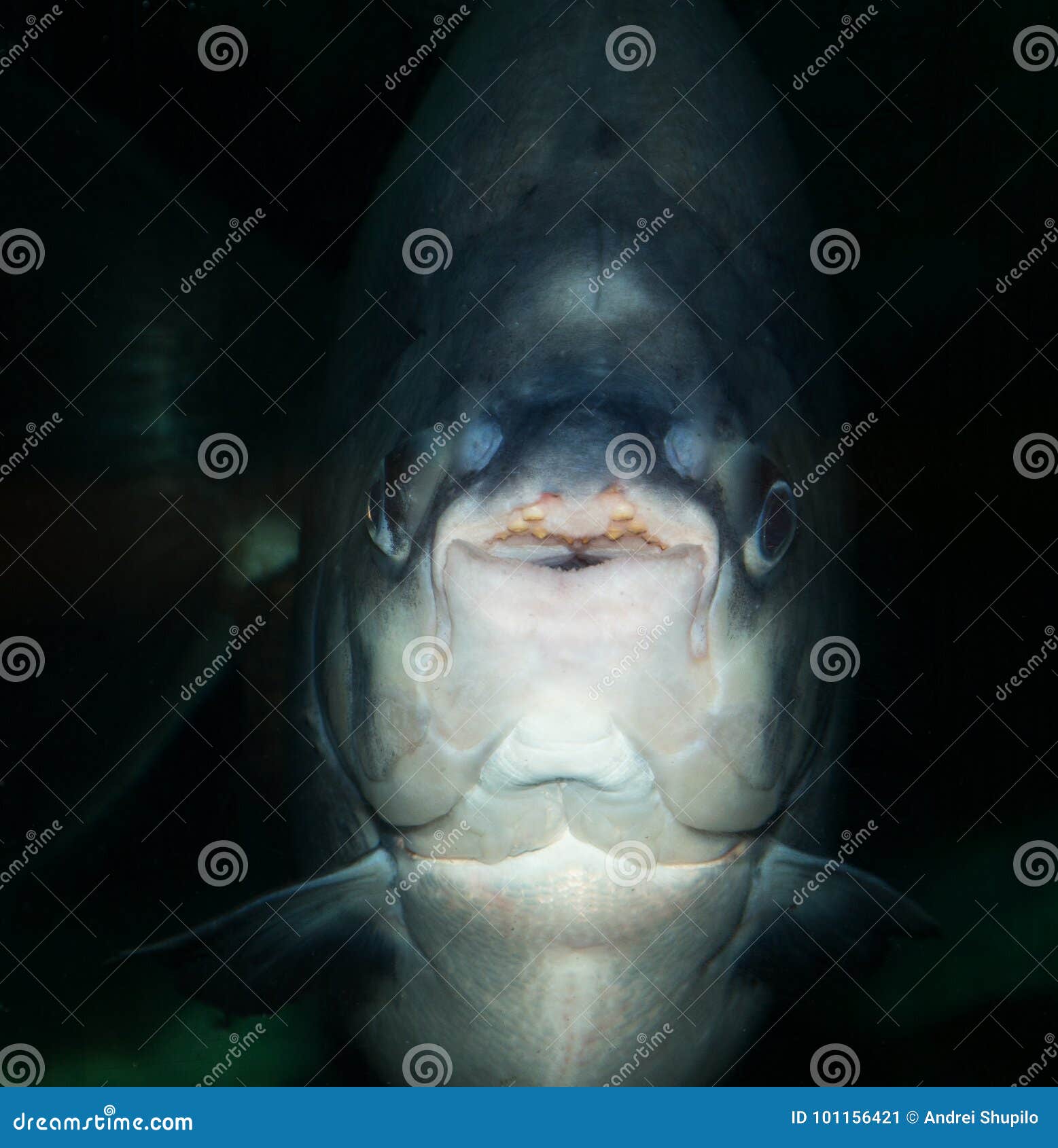 Piranha teeth stock image. Image of type, genus, fauna - 101156421