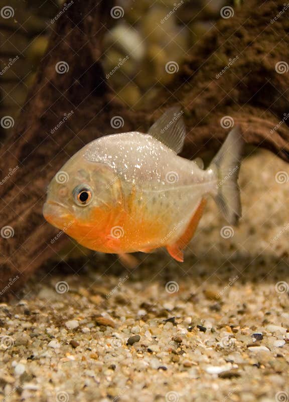Piranha in the water stock image. Image of blue, flipper - 13492995