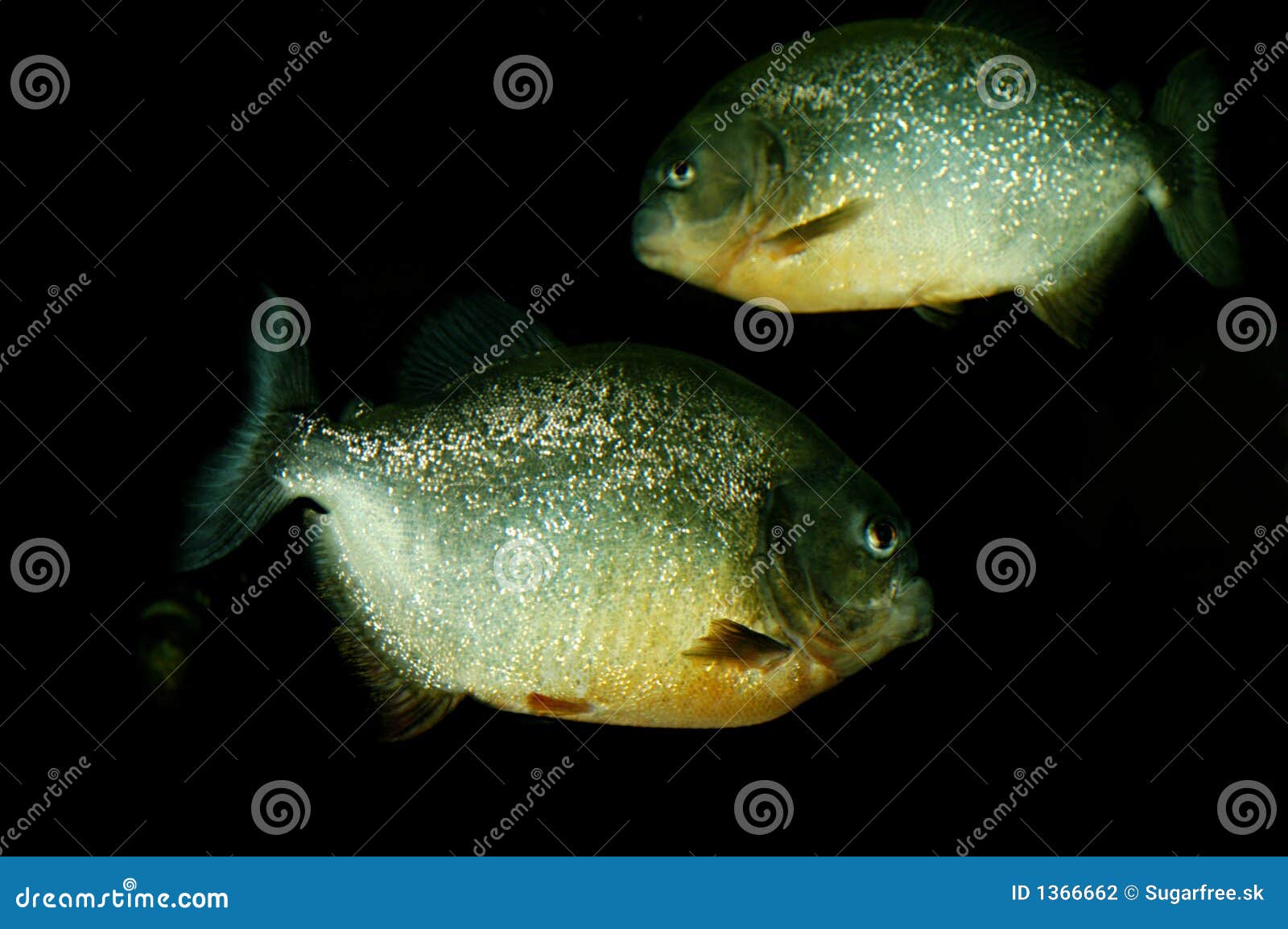 Piranhas stock photo. Image of lake, river, aquarium, danger - 1366662