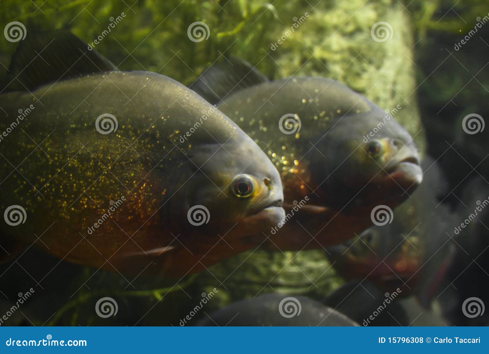 Piranhas stock photo. Image of school, river, philippines - 15796308