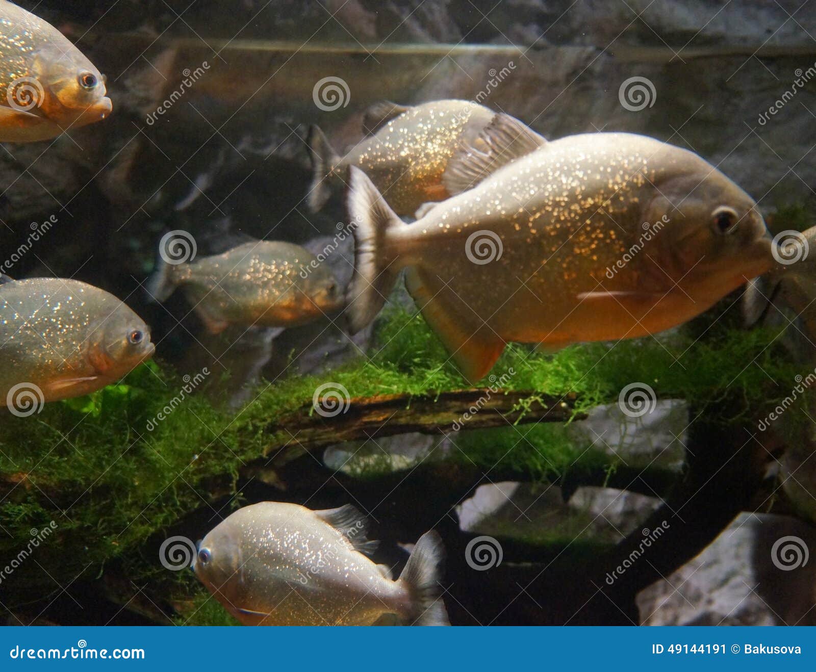 Piranhas in the aquarium stock image. Image of piranhas - 49144191