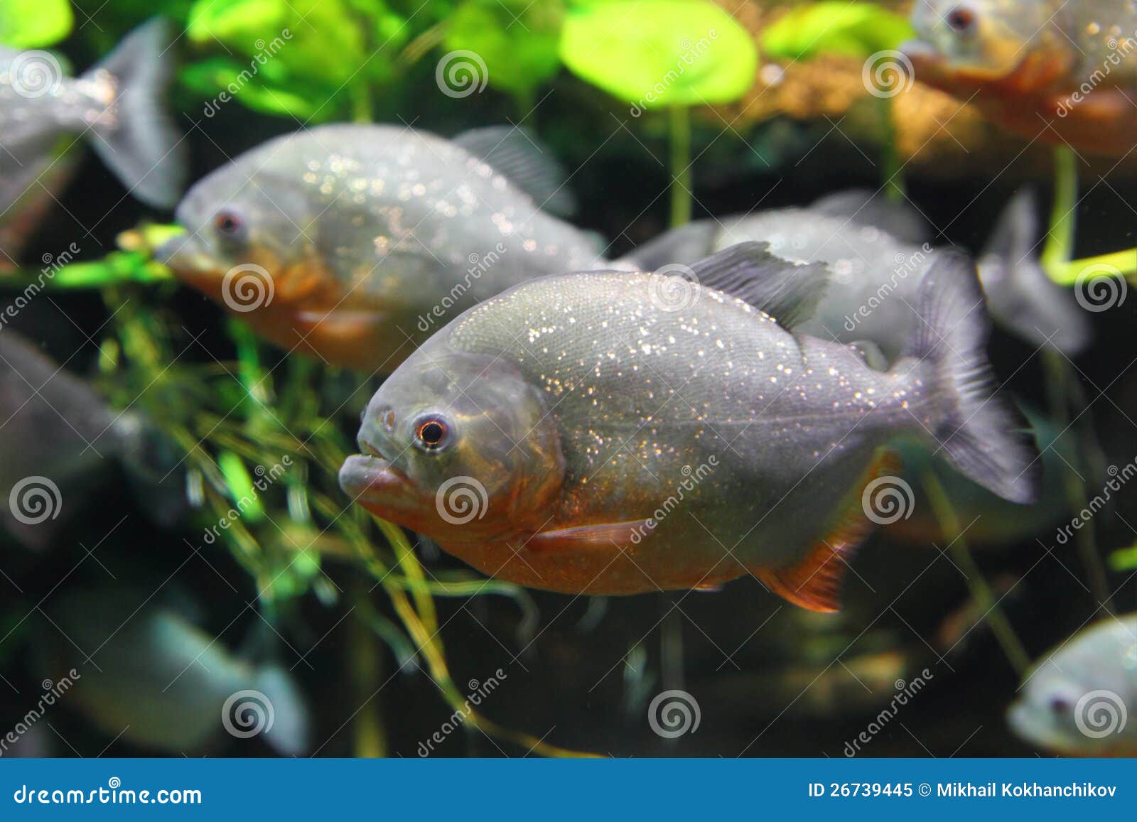 Piranhas fish stock image. Image of south, fish, tropical - 26739445
