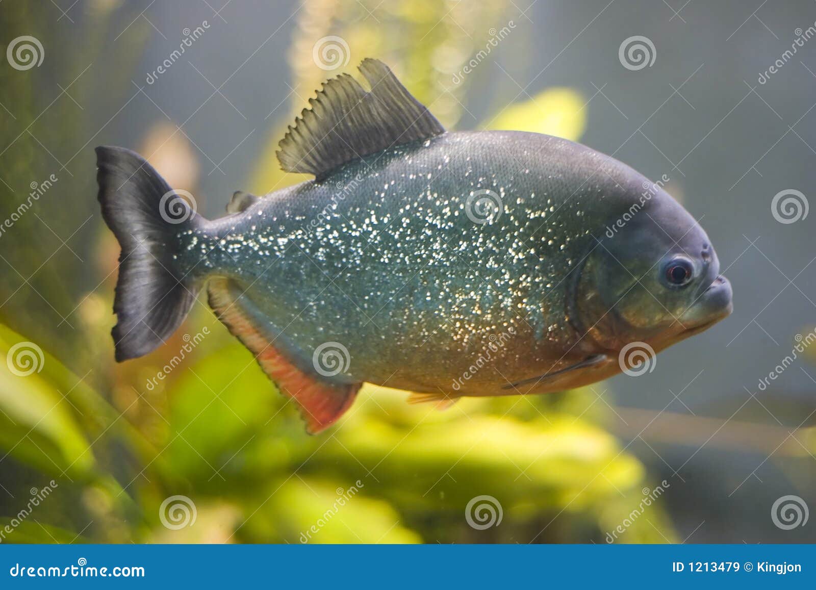 Pirania obraz stock. Obraz złożonej z zwrotniki, rośliny - 1213479