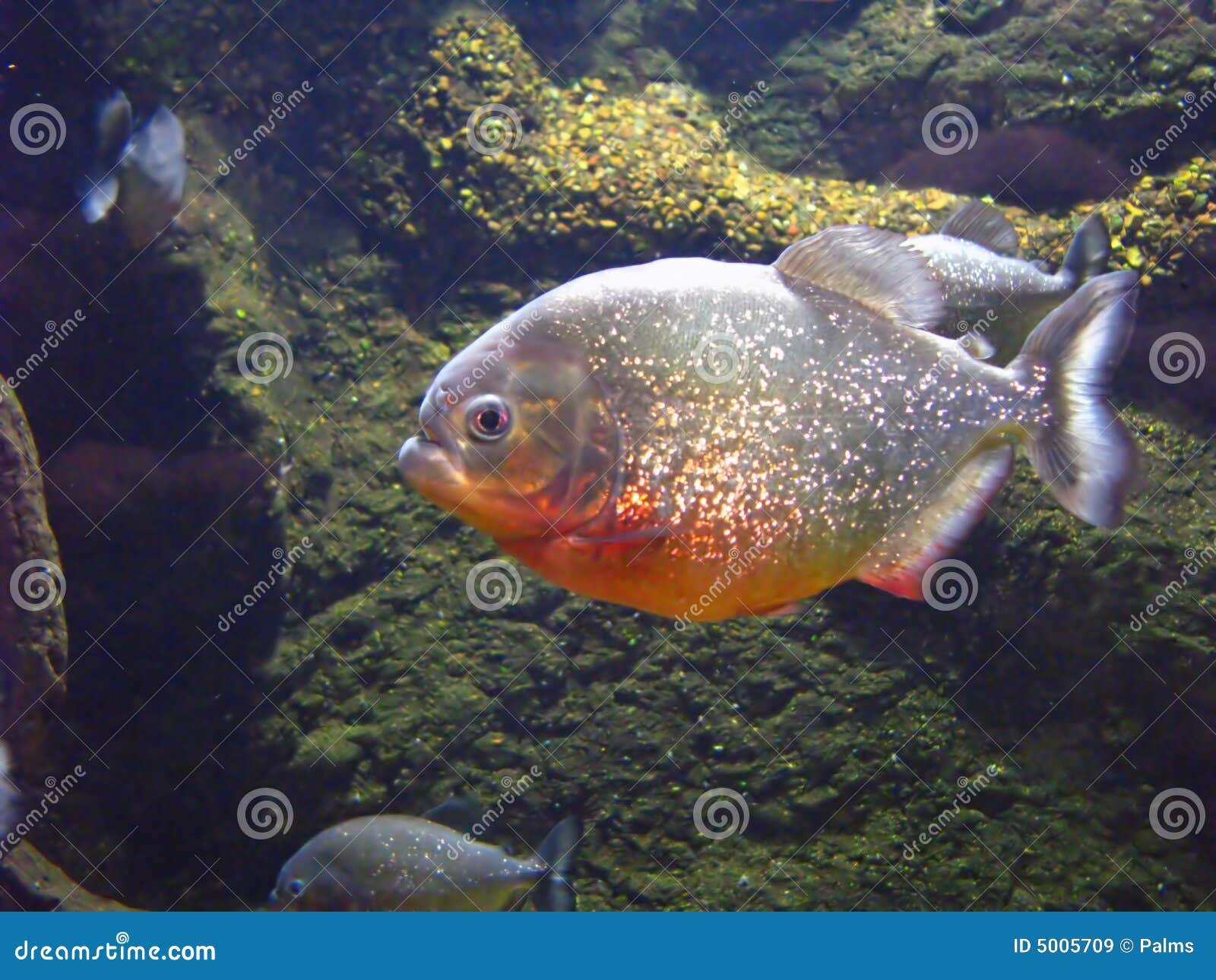 Pirania obraz stock. Obraz złożonej z życie, kolor, natura - 5005709