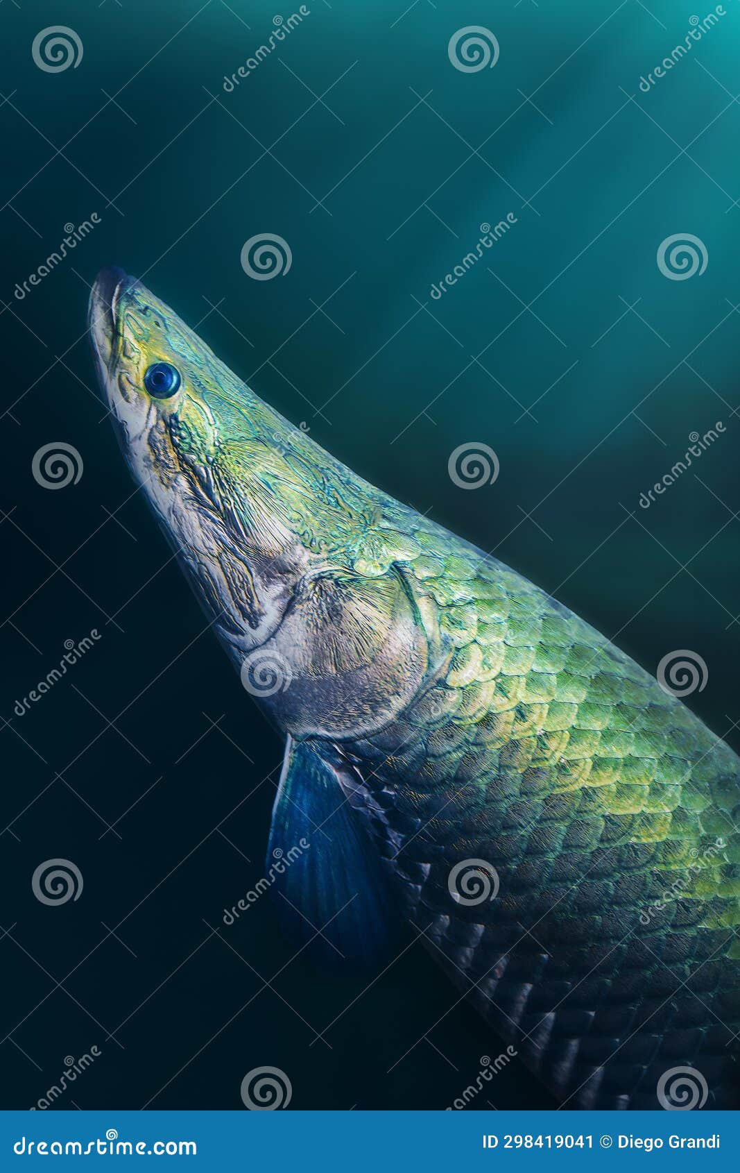 Pirarucu - Large Amazonian Fish Stock Image - Image of biology ...