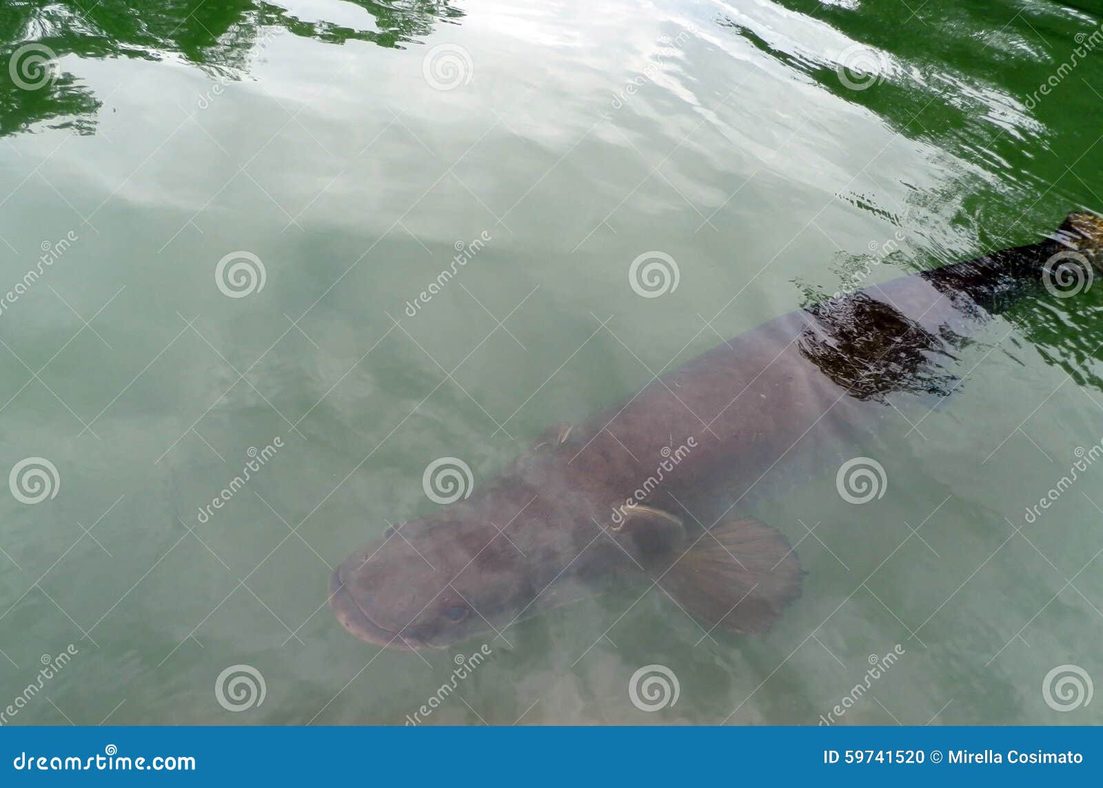 Pirarucu stock photo. Image of specie, river, brazil - 59741520