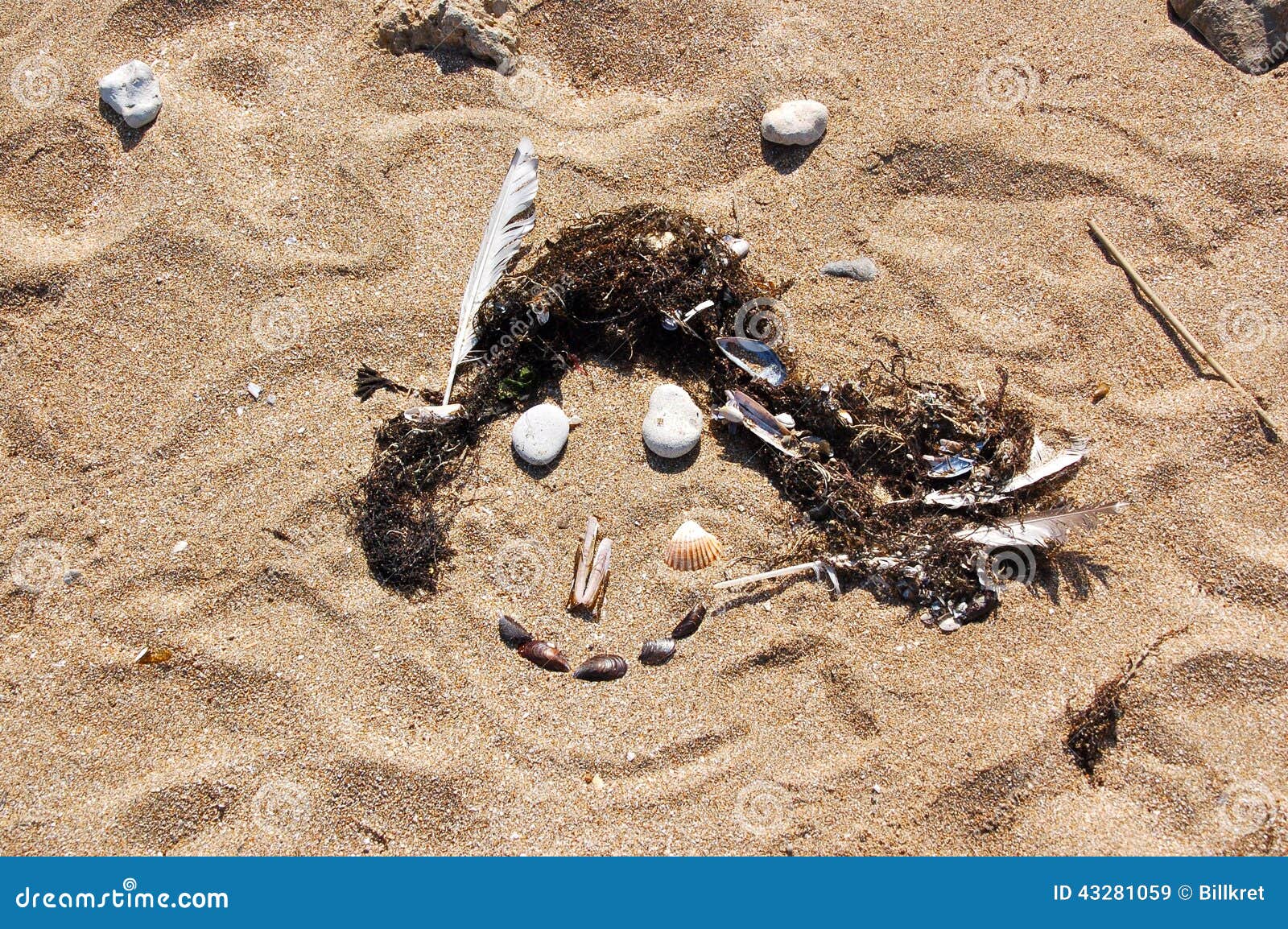 Pirate stock image. Image of shells, pirate, beach - 43281059