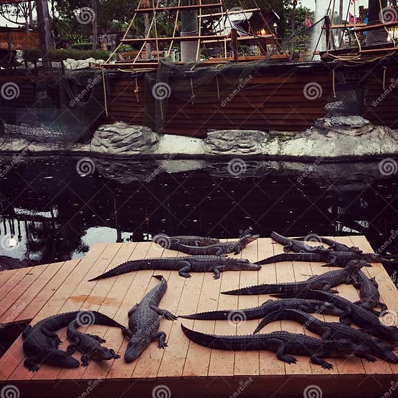 Pirate ship and alligators stock image. Image of water - 54282993