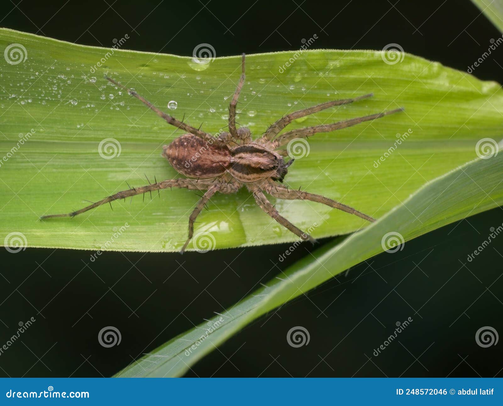 Pirate Wolf Spider on the Grass from Top View Stock Photo - Image of ...